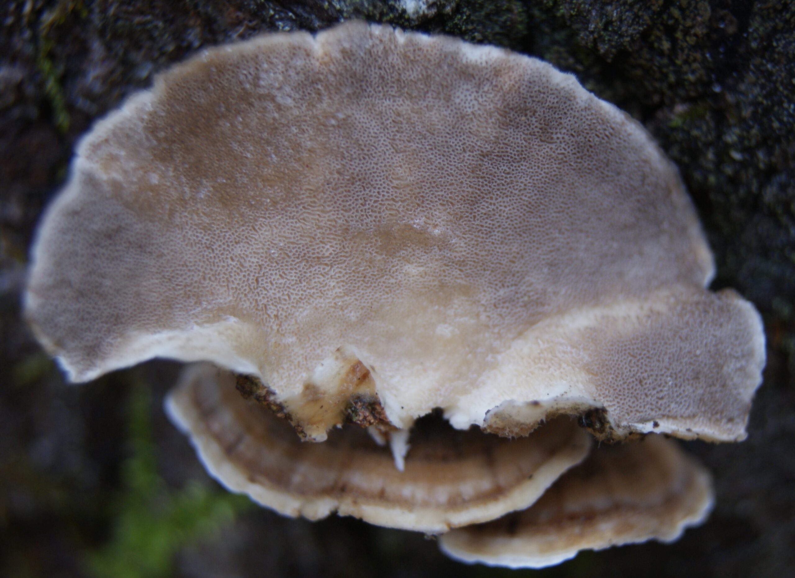 Coriolus (Tramète Versicolore) | Fiche Champignon | La Filière Mauricie
