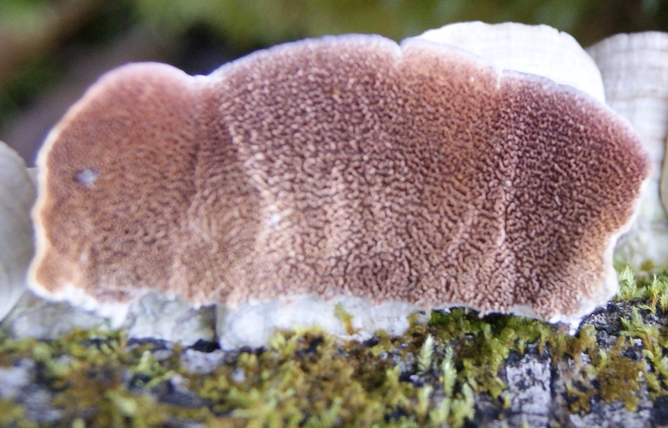 Coriolus (Tramète Versicolore) | Fiche Champignon | La Filière Mauricie