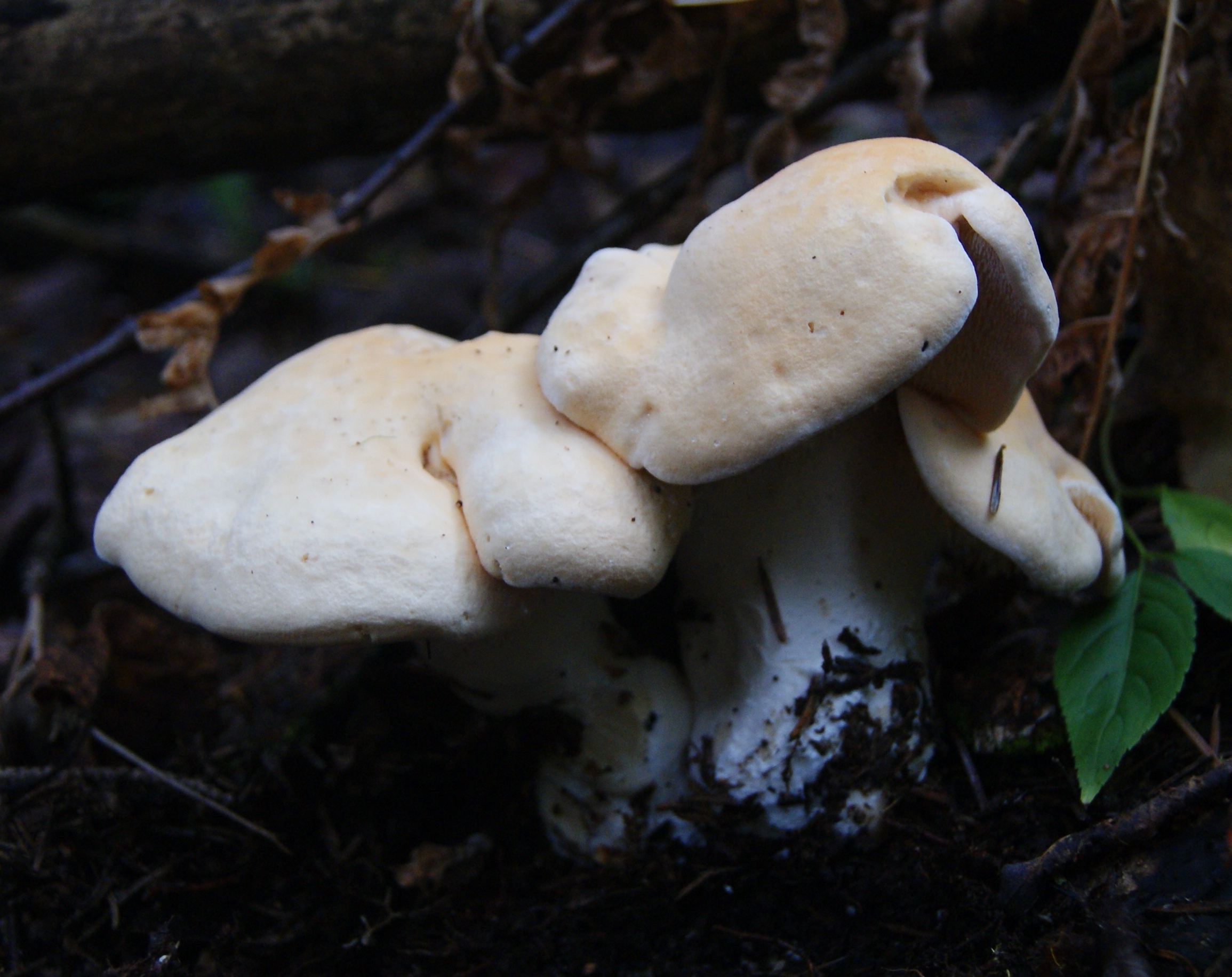 Hydne Sinué (Pied-de-mouton) | Fiche Champignon | La Filière Mauricie