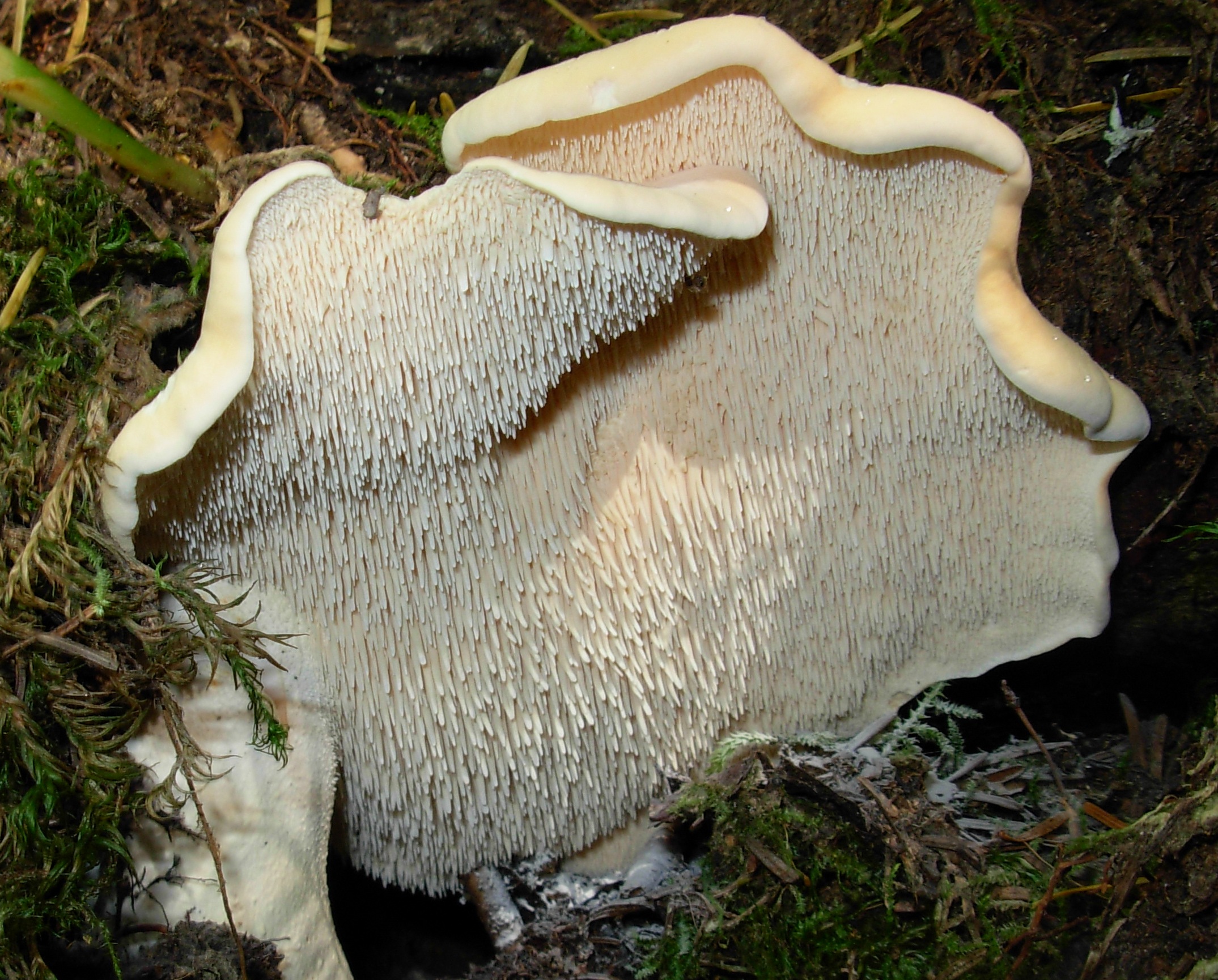 Hydne Sinué (Pied-de-mouton) | Fiche Champignon | La Filière Mauricie