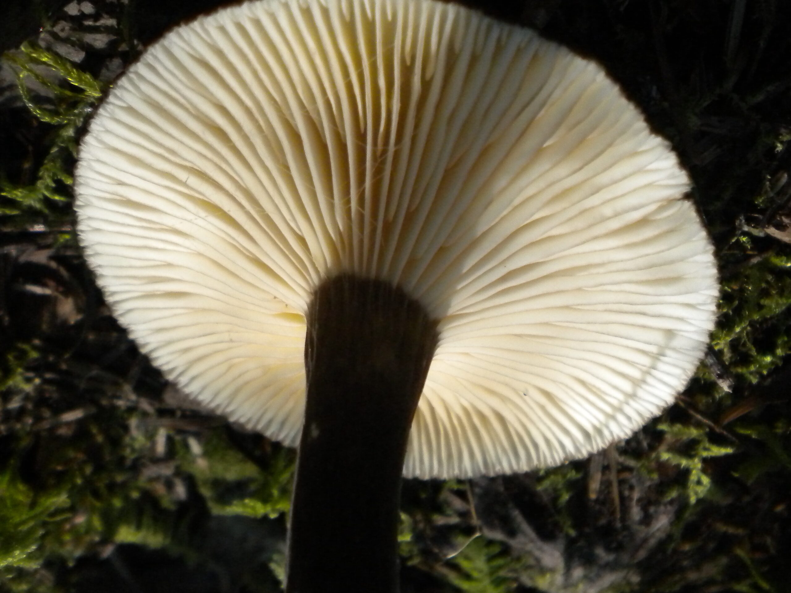 Lactaire Couleur de Suie (Lignot) | Fiche Champignon | La Filière Mauricie