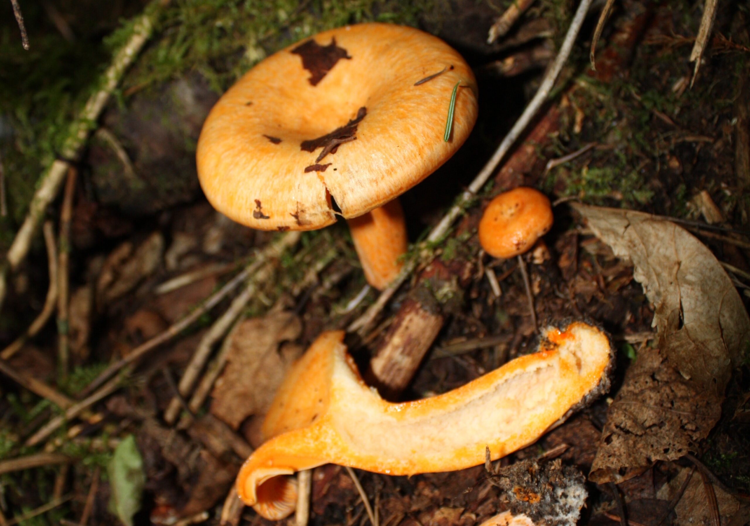 Lactaire Saumoné | Fiche d’Identification | La Filière Mauricie