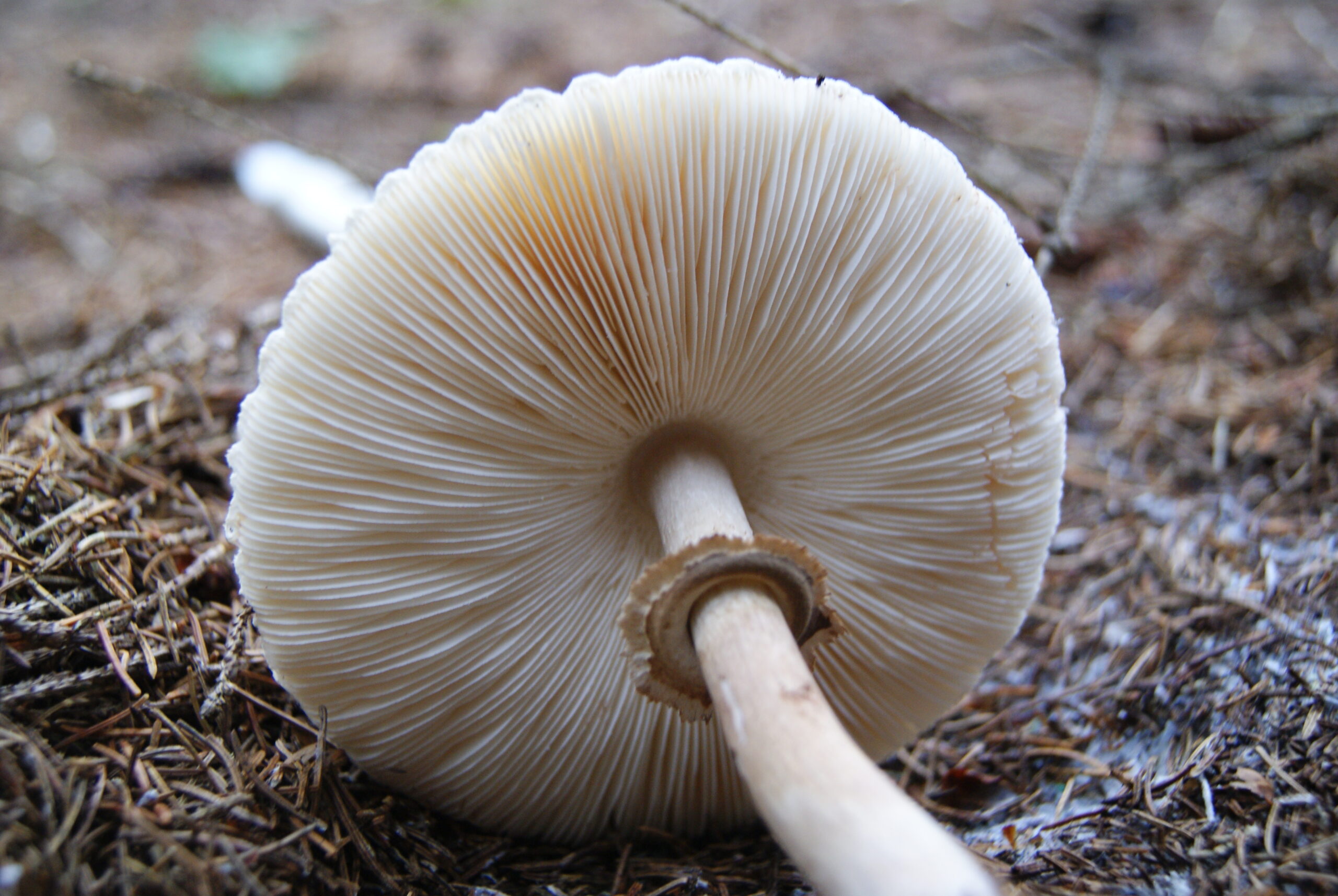 Lépiote Élevée | Fiche d’Identification | La Filière Mauricie