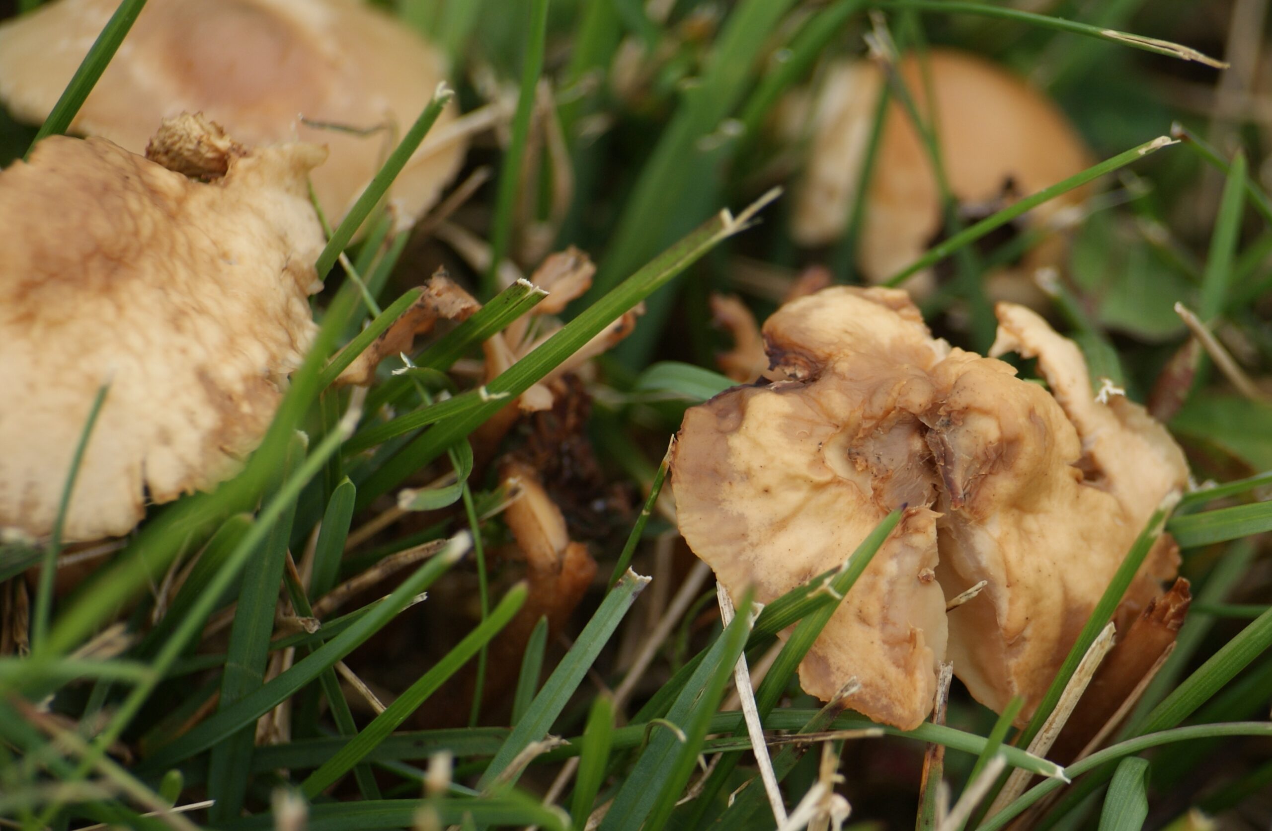 Marasme des Oréades (Mousseron) : Fiche Champignon | La Filière Mauricie
