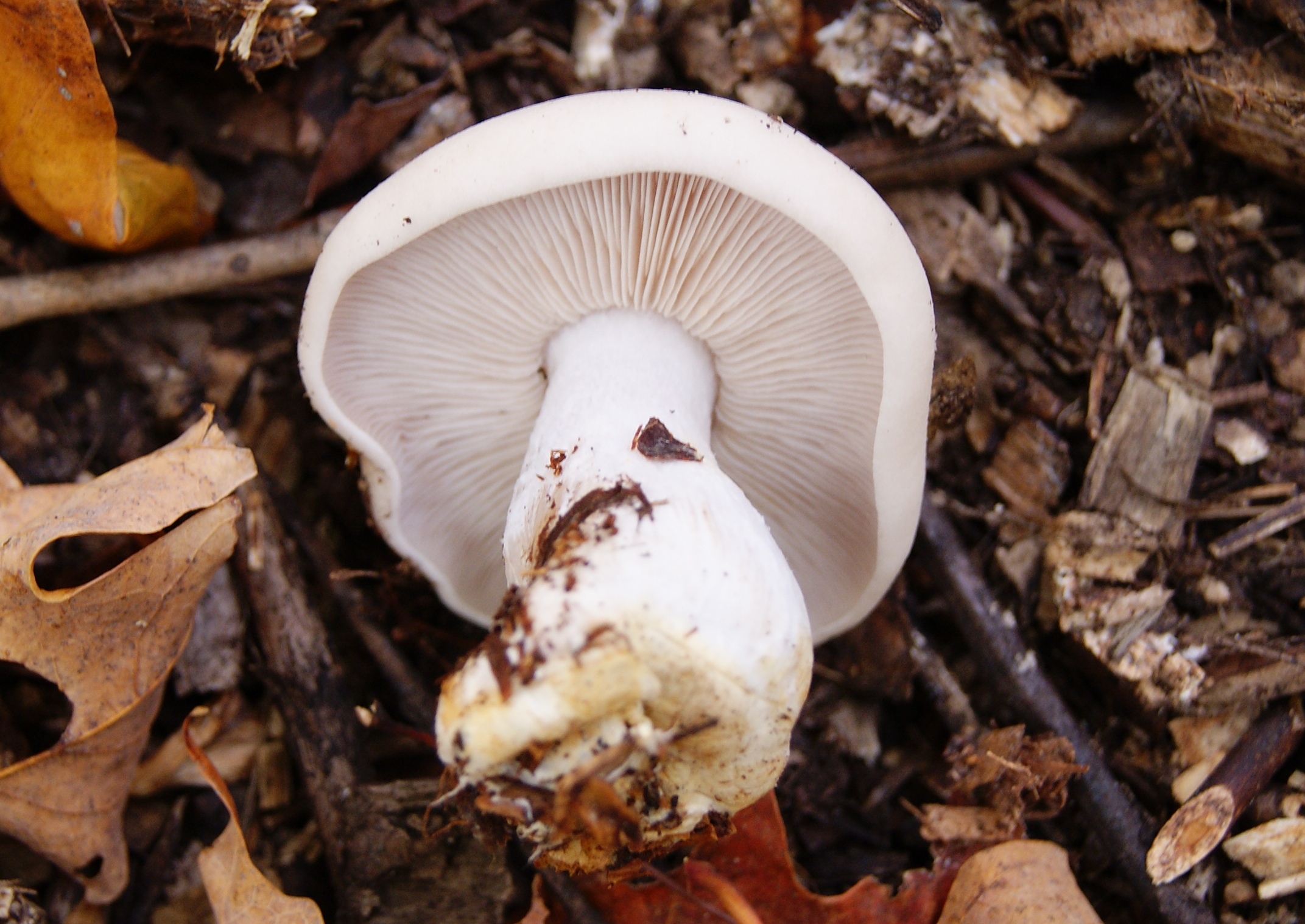 Lépiste Nu (Pied bleu) | Fiche Champignon | La Filière Mauricie
