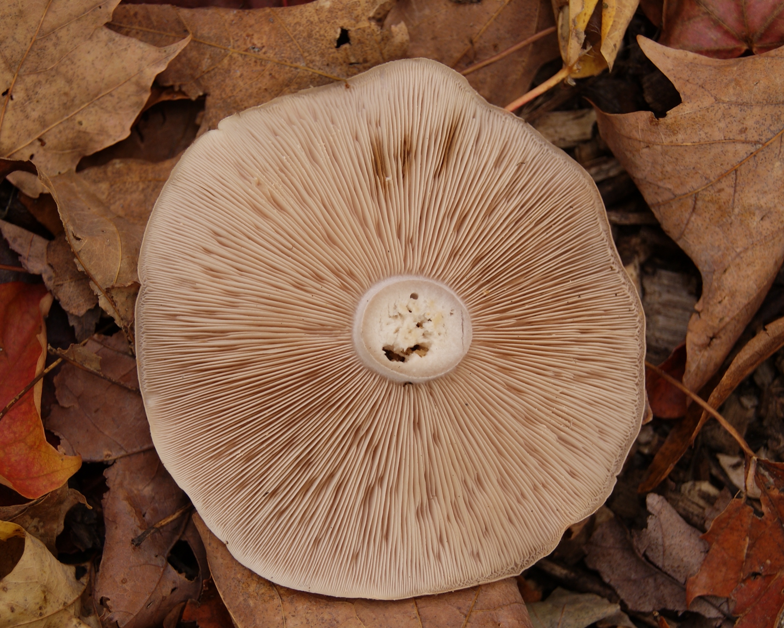 Lépiste Nu (Pied bleu) | Fiche Champignon | La Filière Mauricie