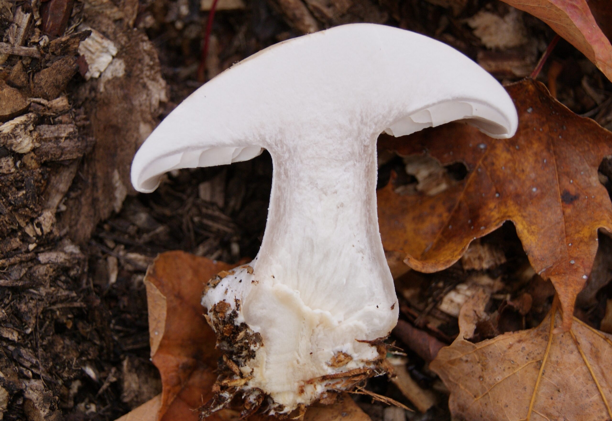 Lépiste Nu (Pied bleu) | Fiche Champignon | La Filière Mauricie