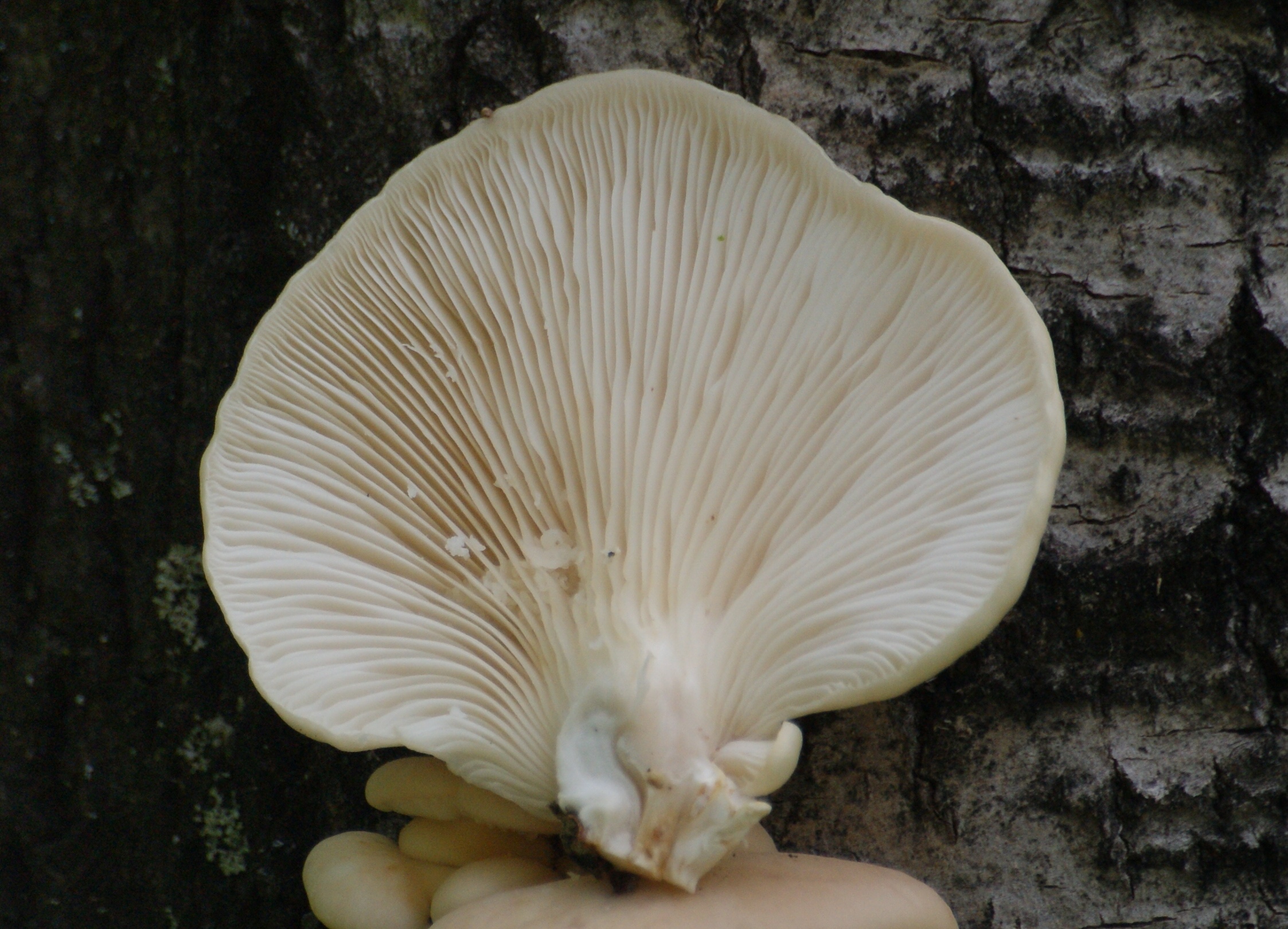 Pleurote du Peuplier | Fiche d’Identification | La Filière Mauricie