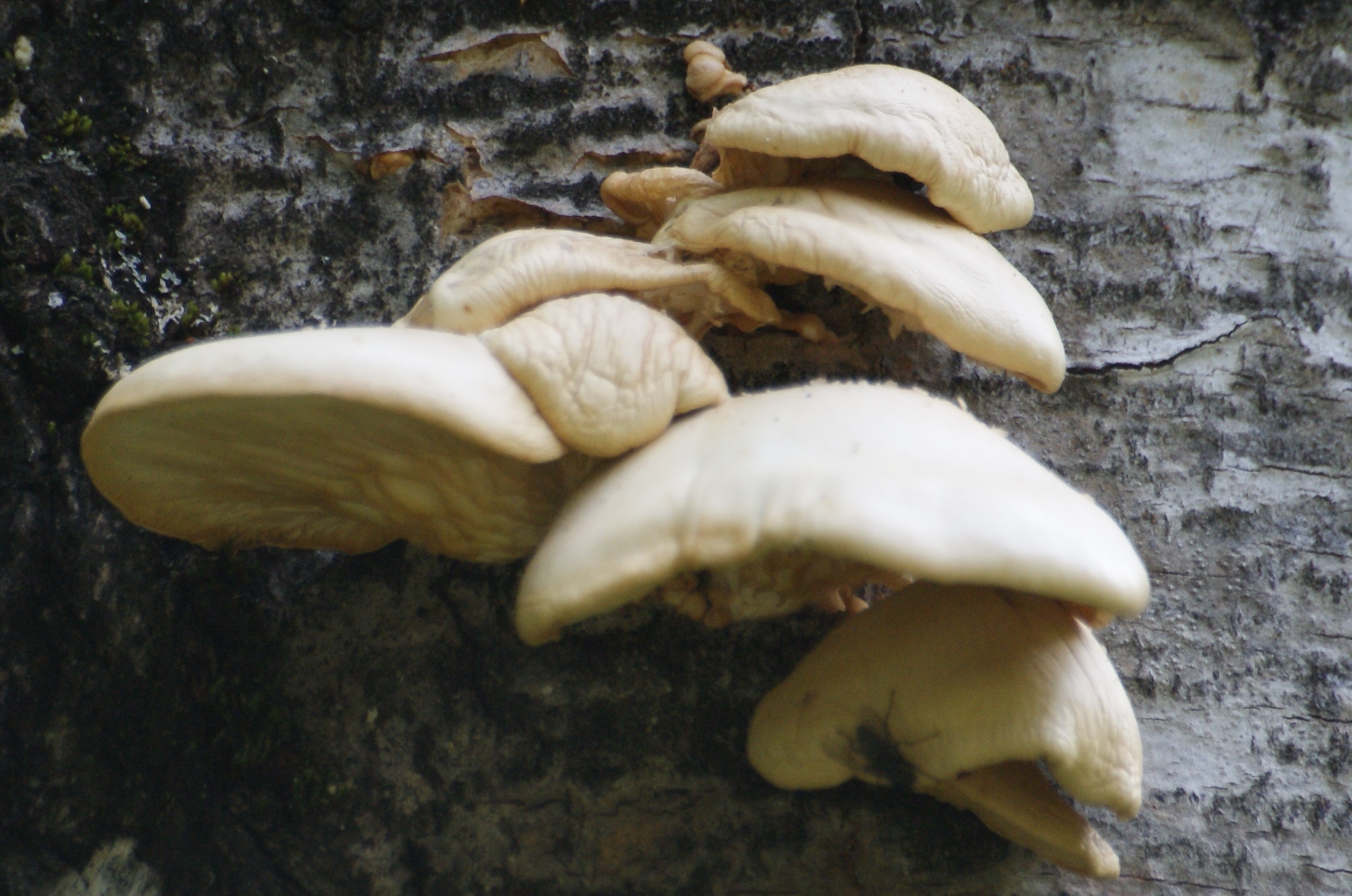 Pleurote du Peuplier | Fiche d’Identification | La Filière Mauricie