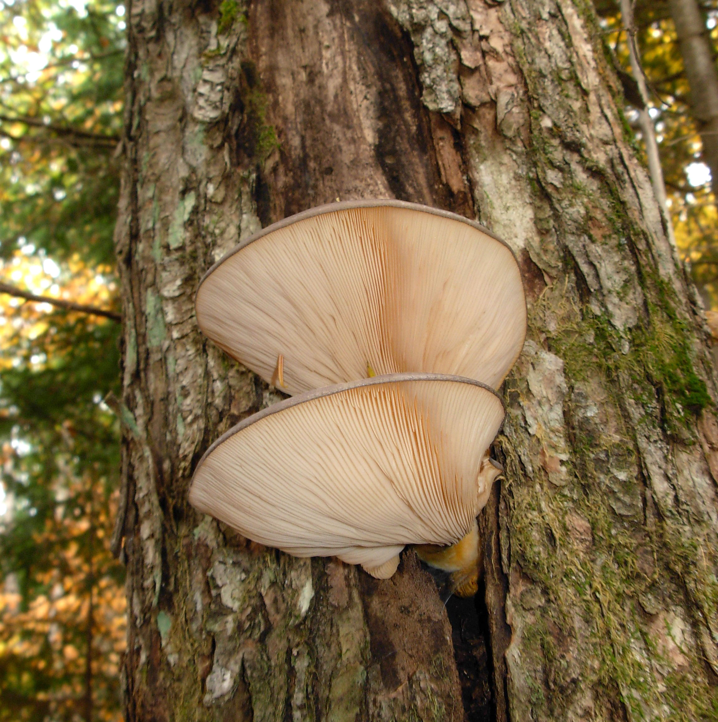 Pleurote en Forme d’Huître | Fiche Champignon | La Filière Mauricie