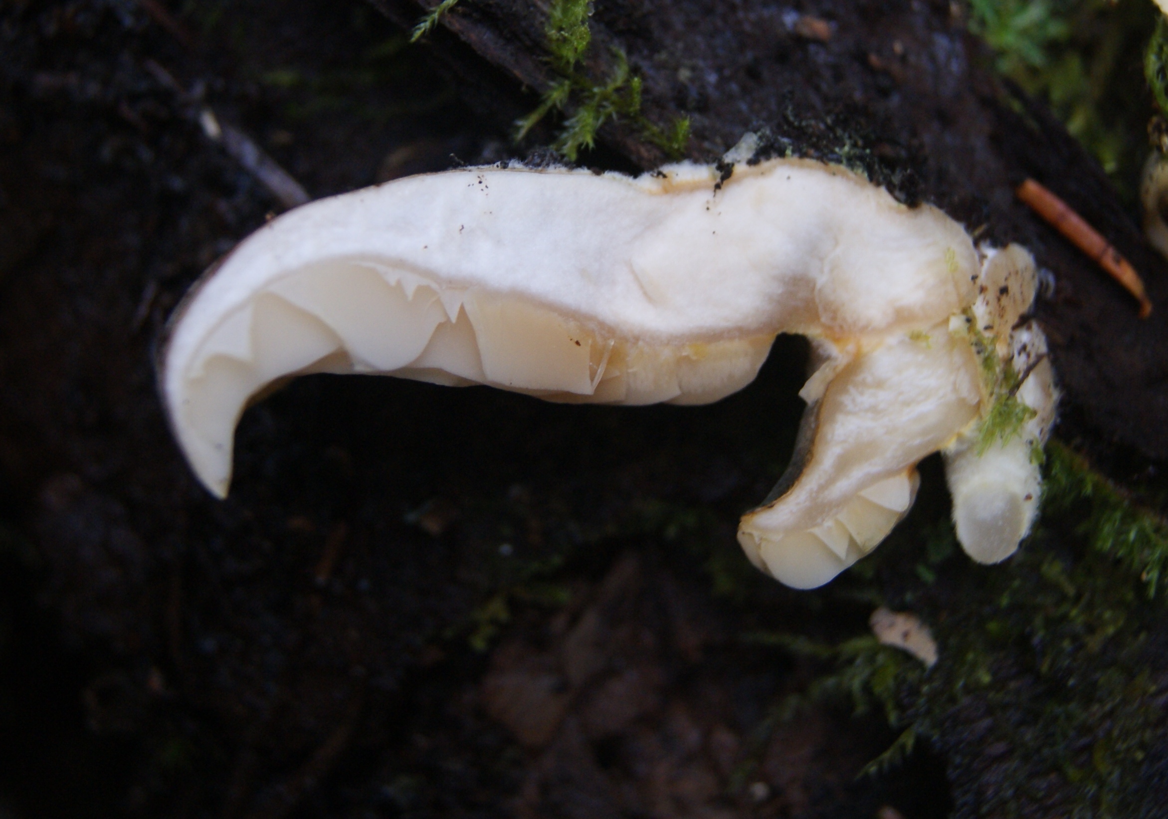 Pleurote en Forme d’Huître | Fiche Champignon | La Filière Mauricie