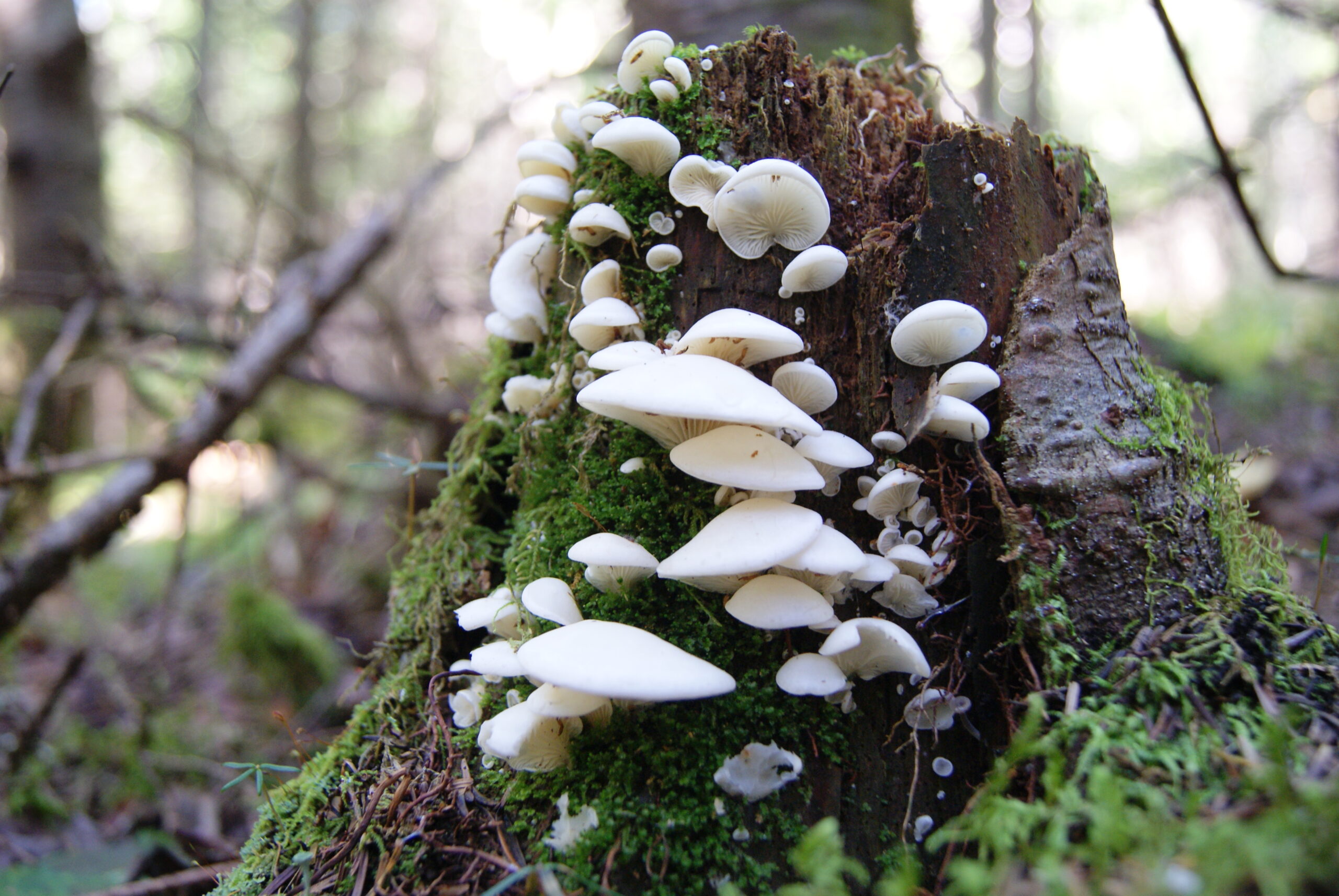 Pleurote Étalé | Fiche d’Identification | La Filière Mauricie