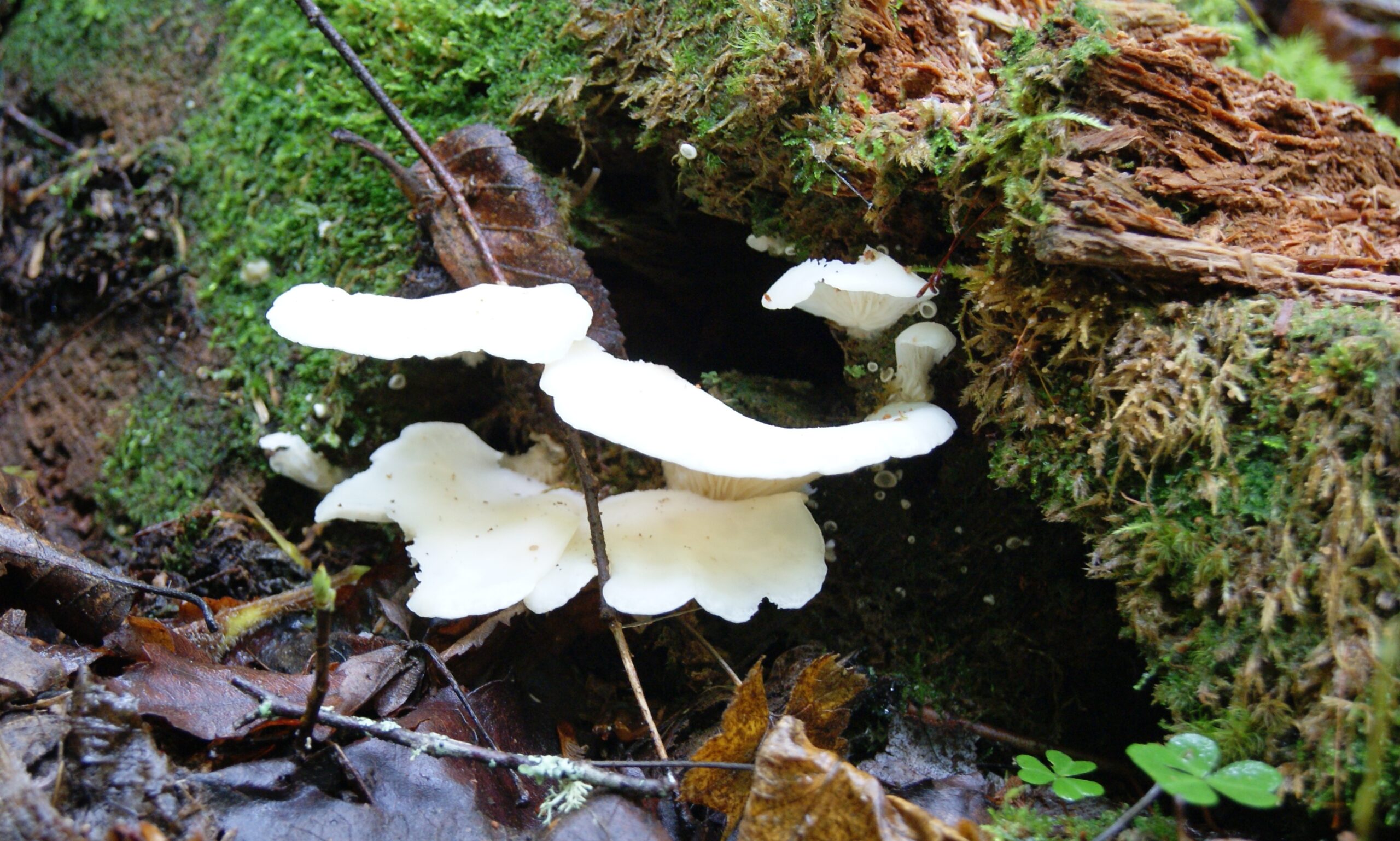 Pleurote Étalé | Fiche d’Identification | La Filière Mauricie