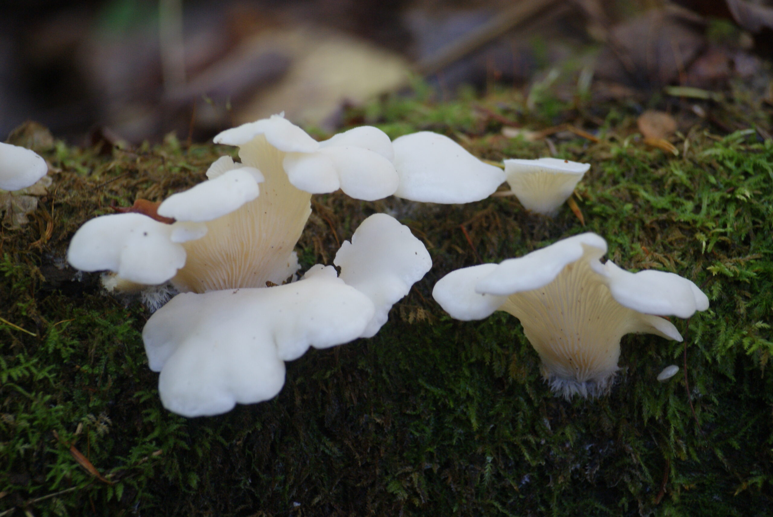 Pleurote Étalé | Fiche d’Identification | La Filière Mauricie