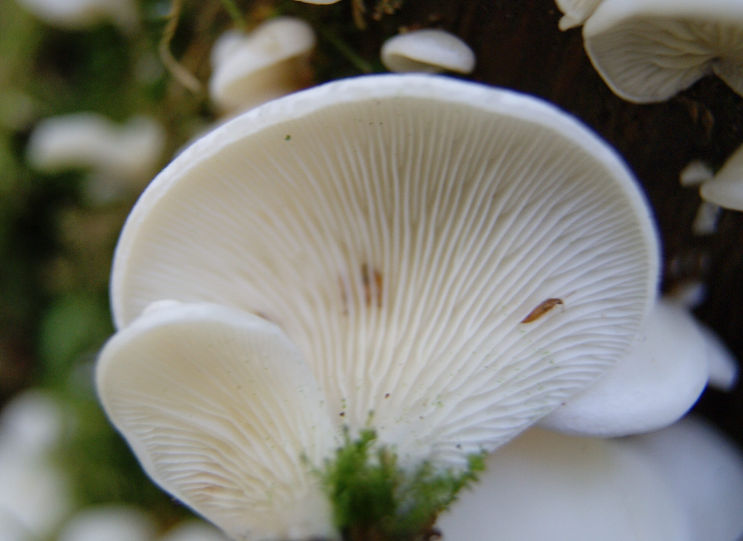 Pleurote Étalé | Fiche d’Identification | La Filière Mauricie
