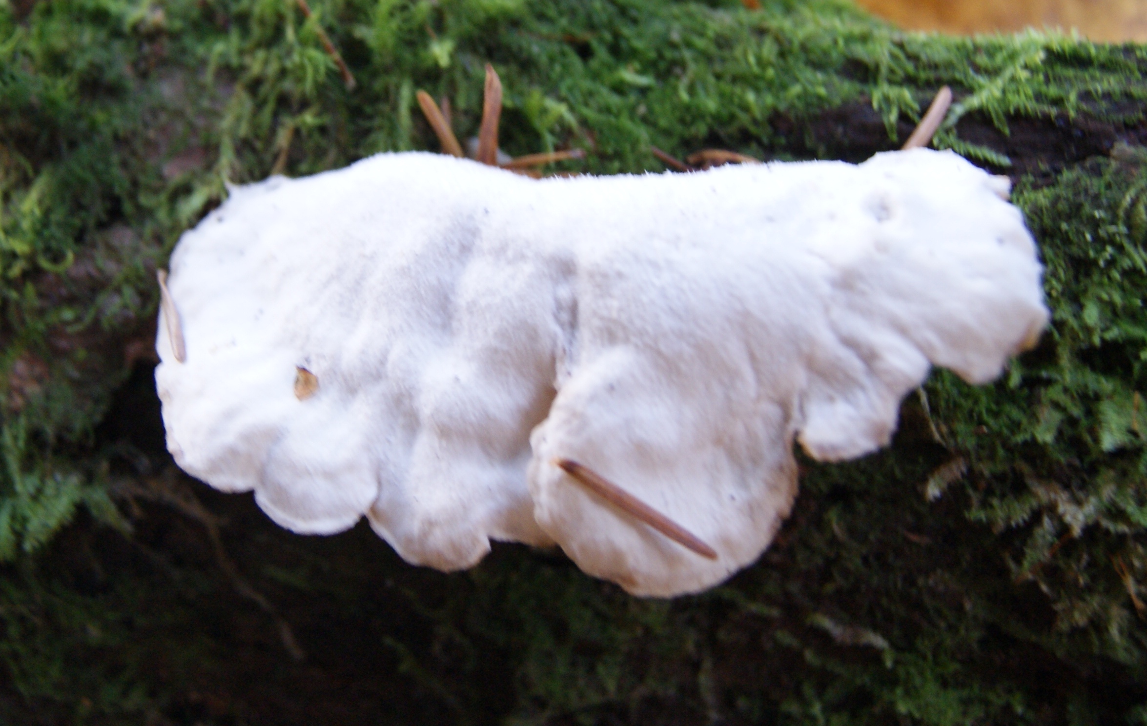 Pleurote Étalé | Fiche d’Identification | La Filière Mauricie