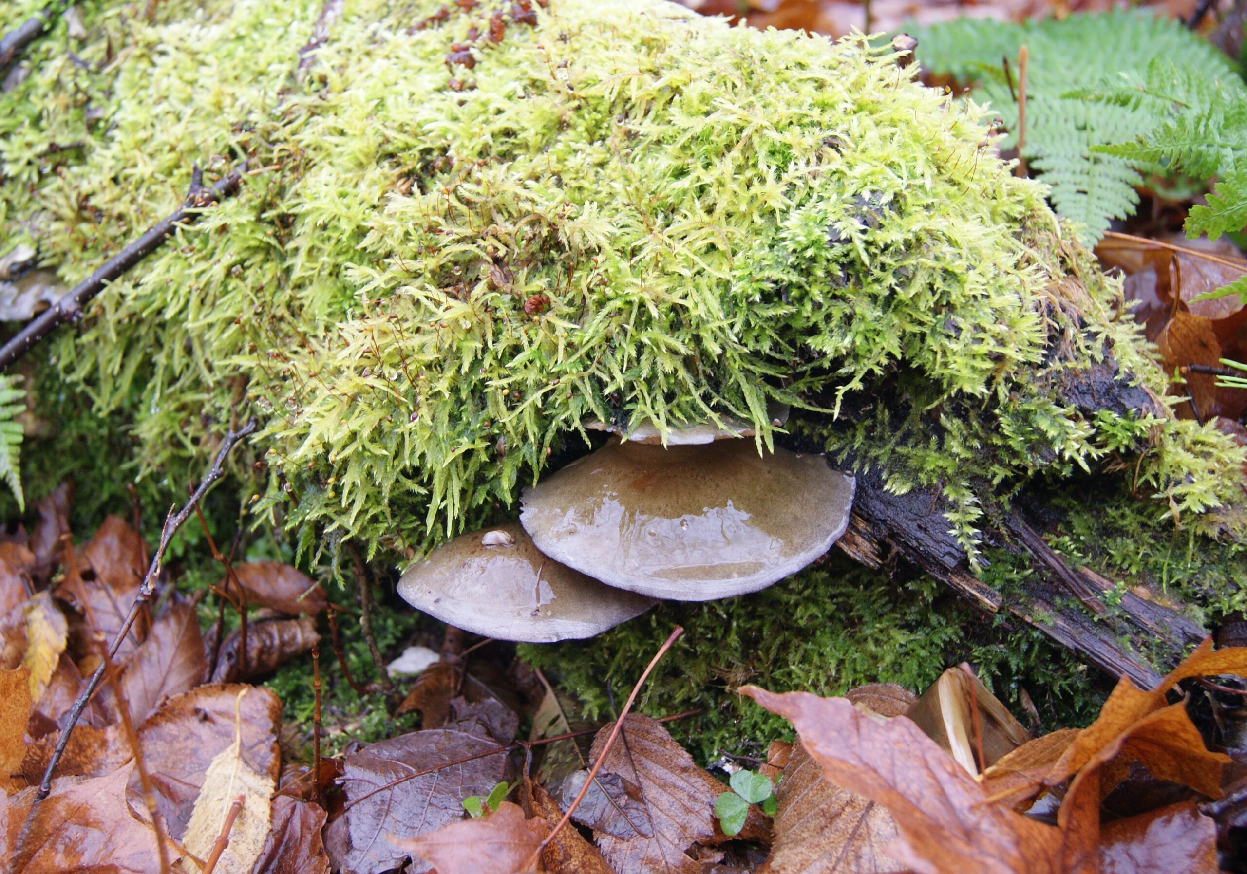 Pleurote Tardif | Fiche Champignon | La Filière Mauricie