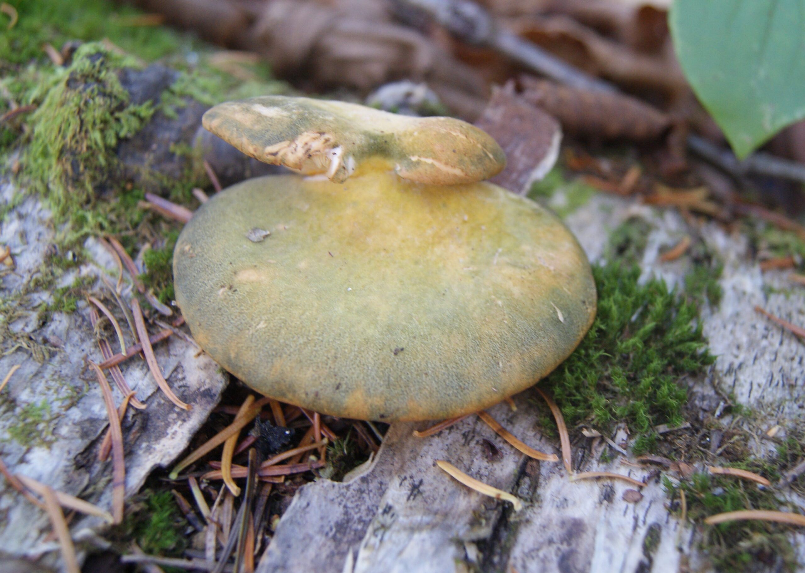 Pleurote Tardif | Fiche Champignon | La Filière Mauricie