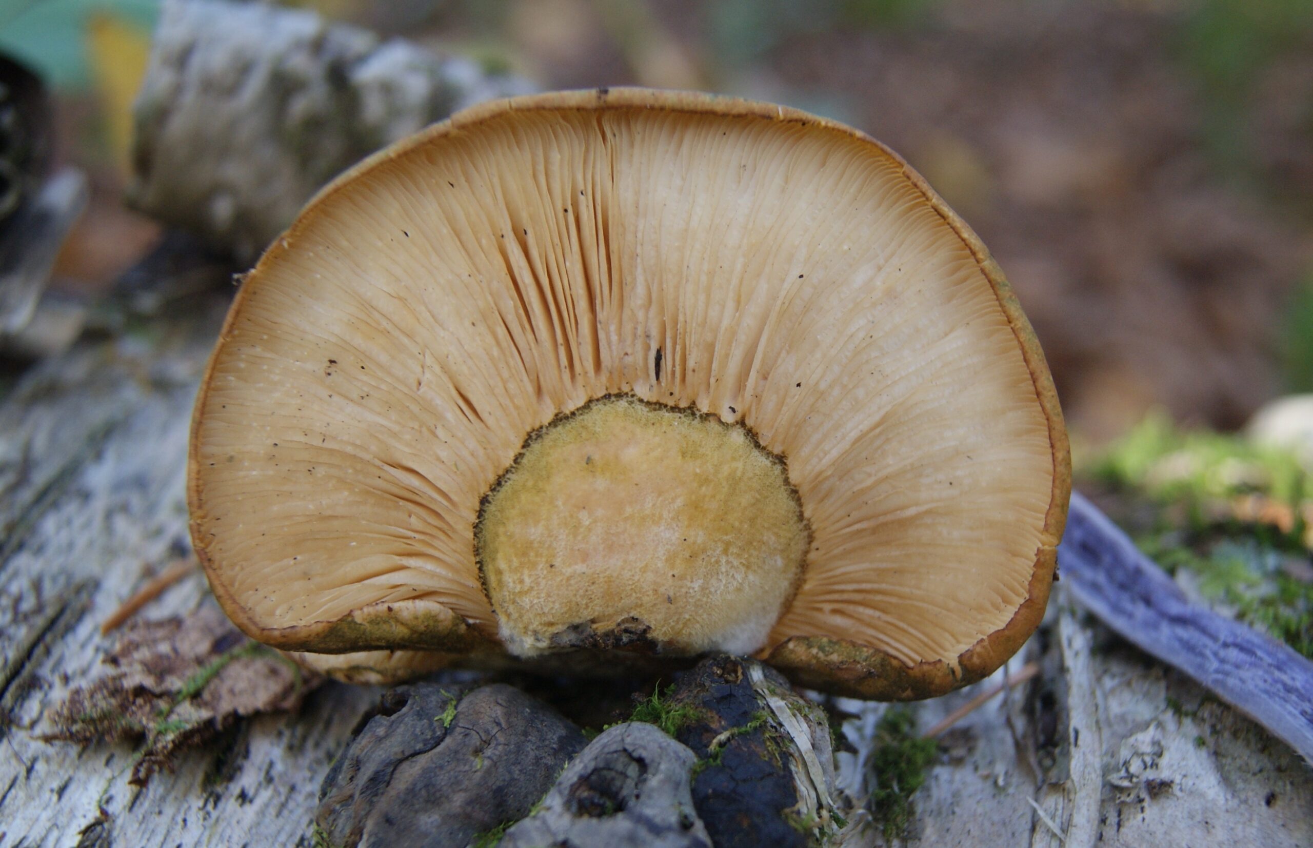 Pleurote Tardif | Fiche Champignon | La Filière Mauricie