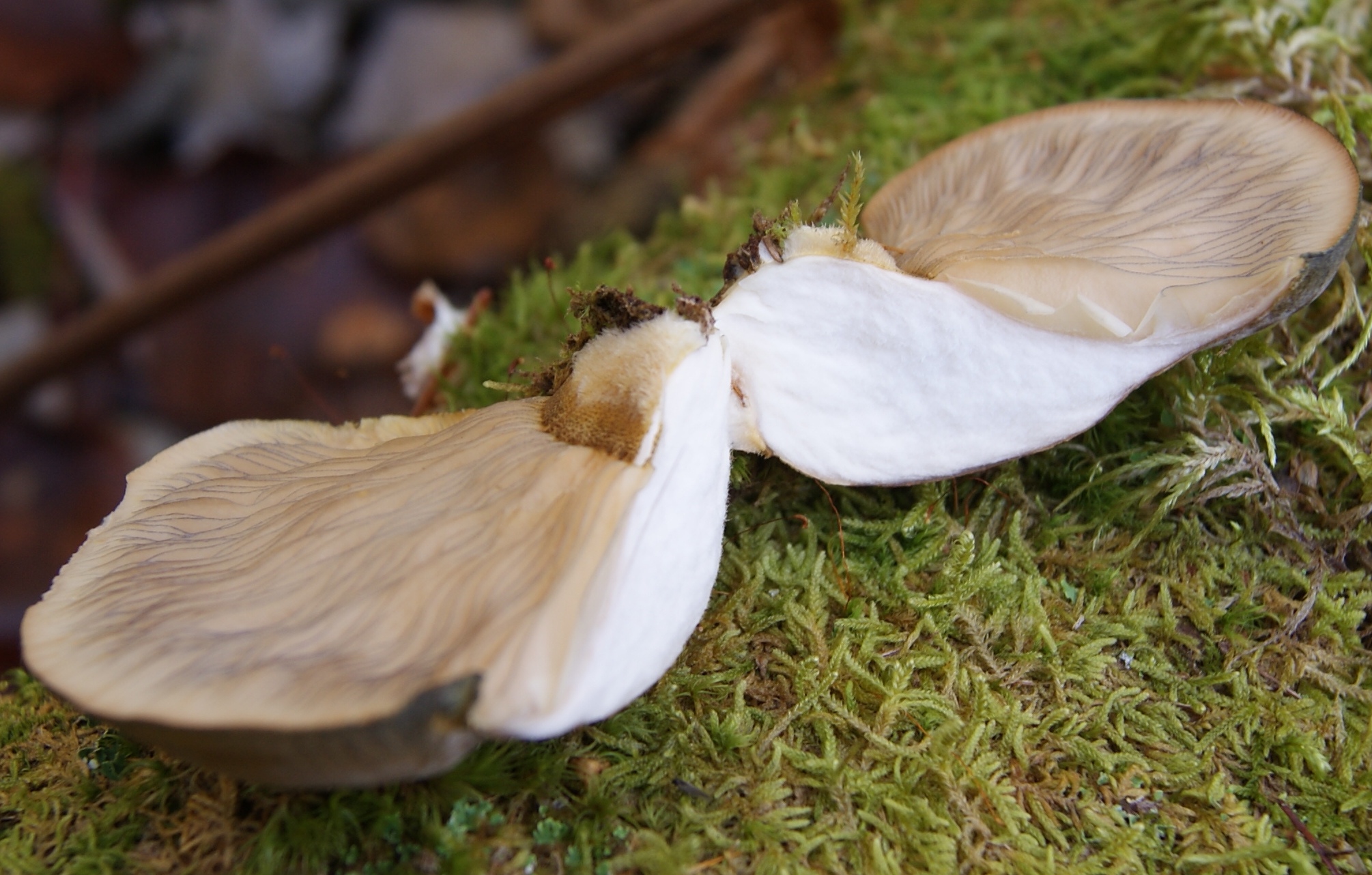 Pleurote Tardif | Fiche Champignon | La Filière Mauricie