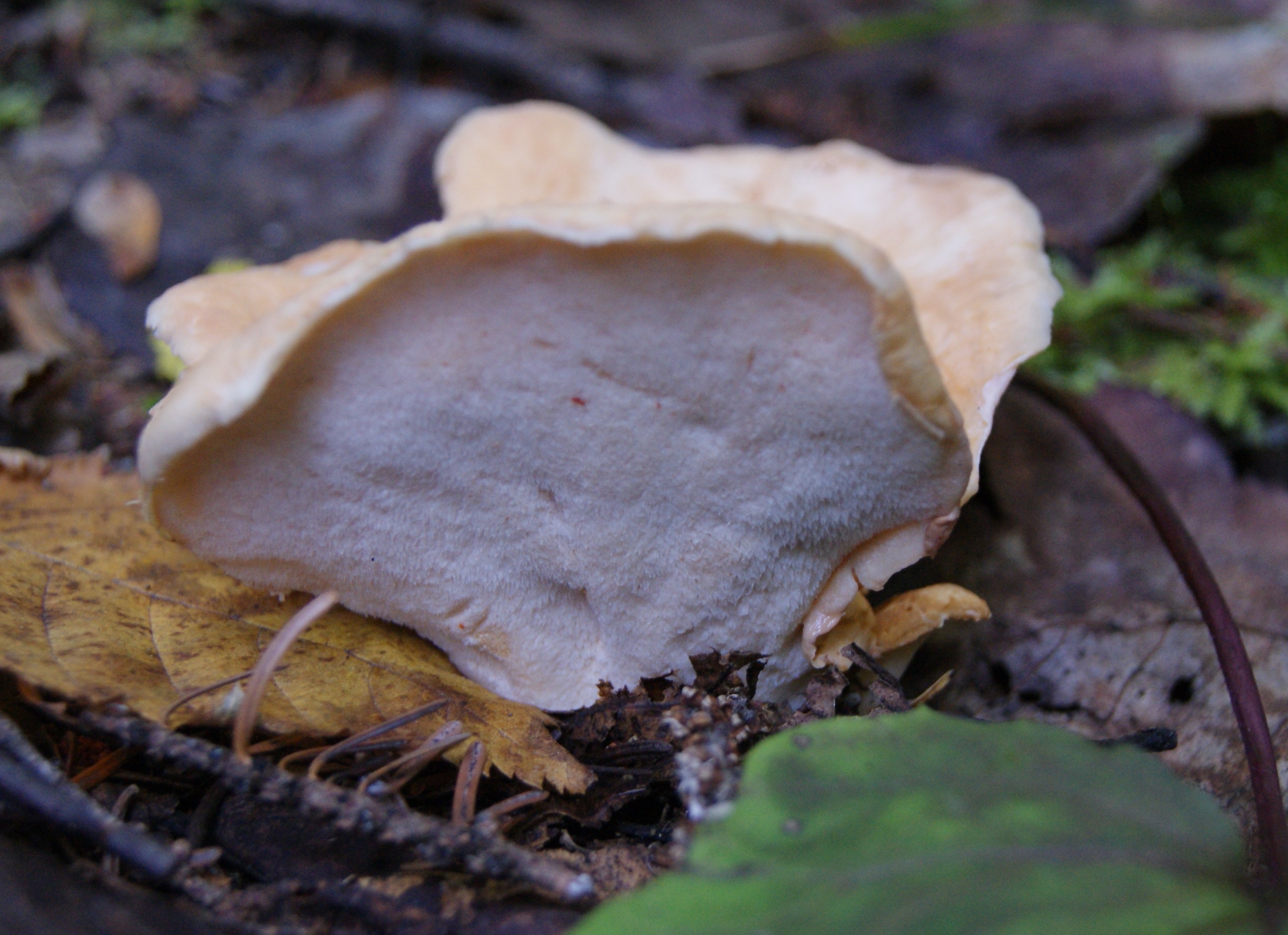 Polypore des Brebis | Fiche d’Identification | La Filière Mauricie