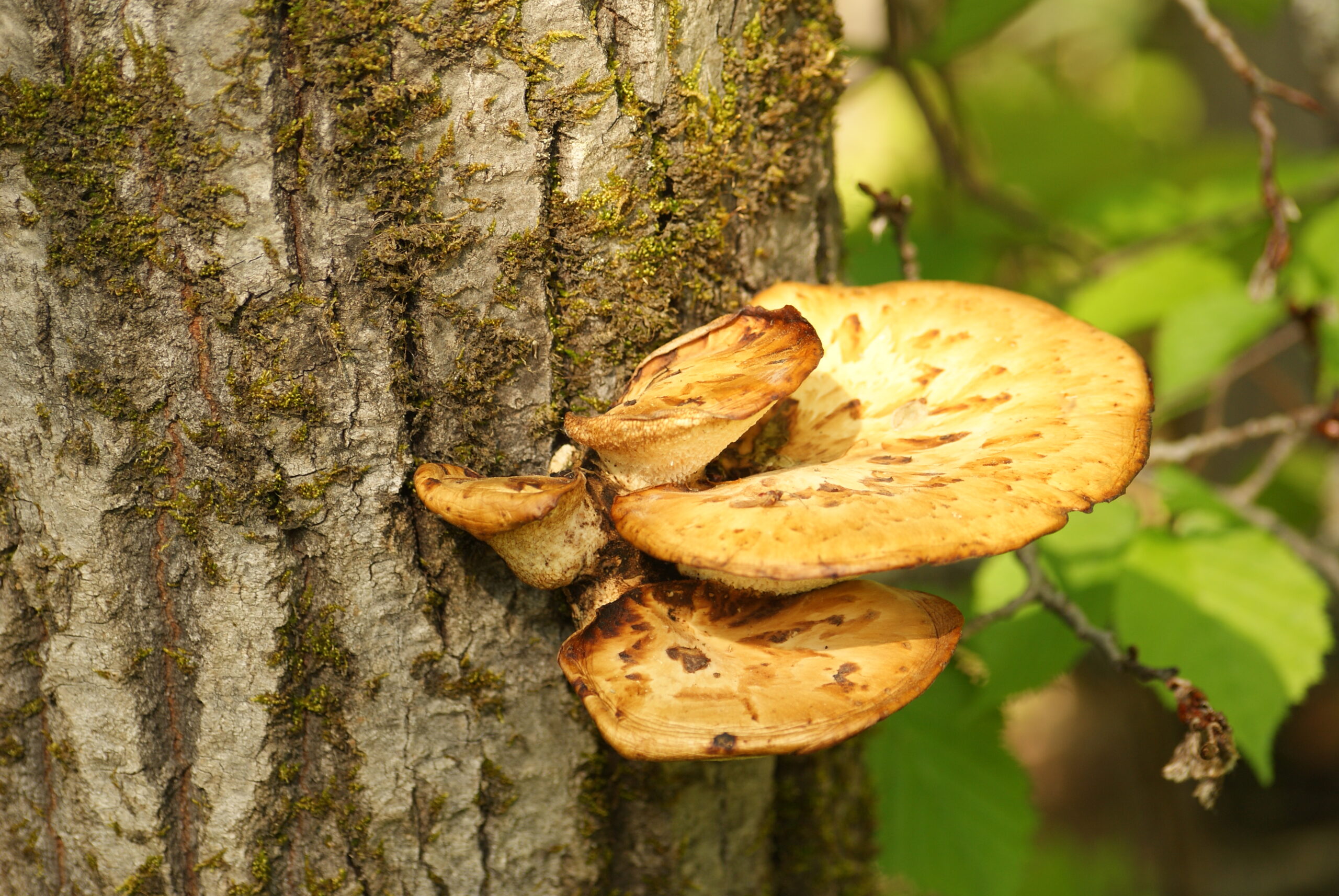 Polypore Écailleux (Dryade) | Fiche Champignon | La Filière Mauricie