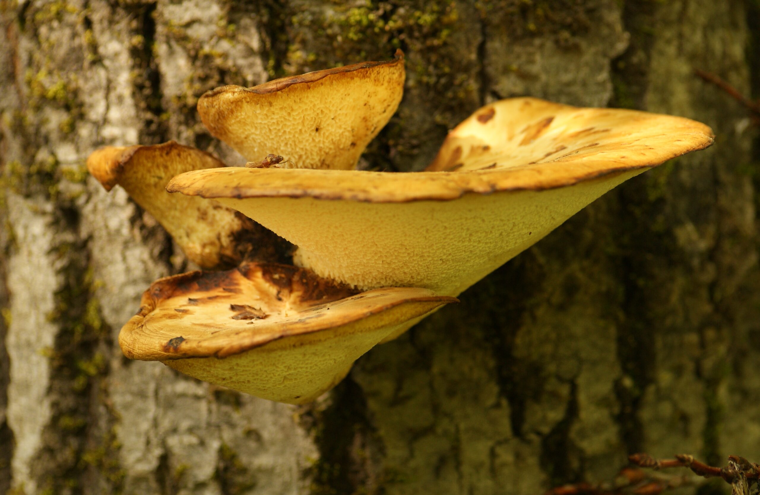 Polypore Écailleux (Dryade) | Fiche Champignon | La Filière Mauricie