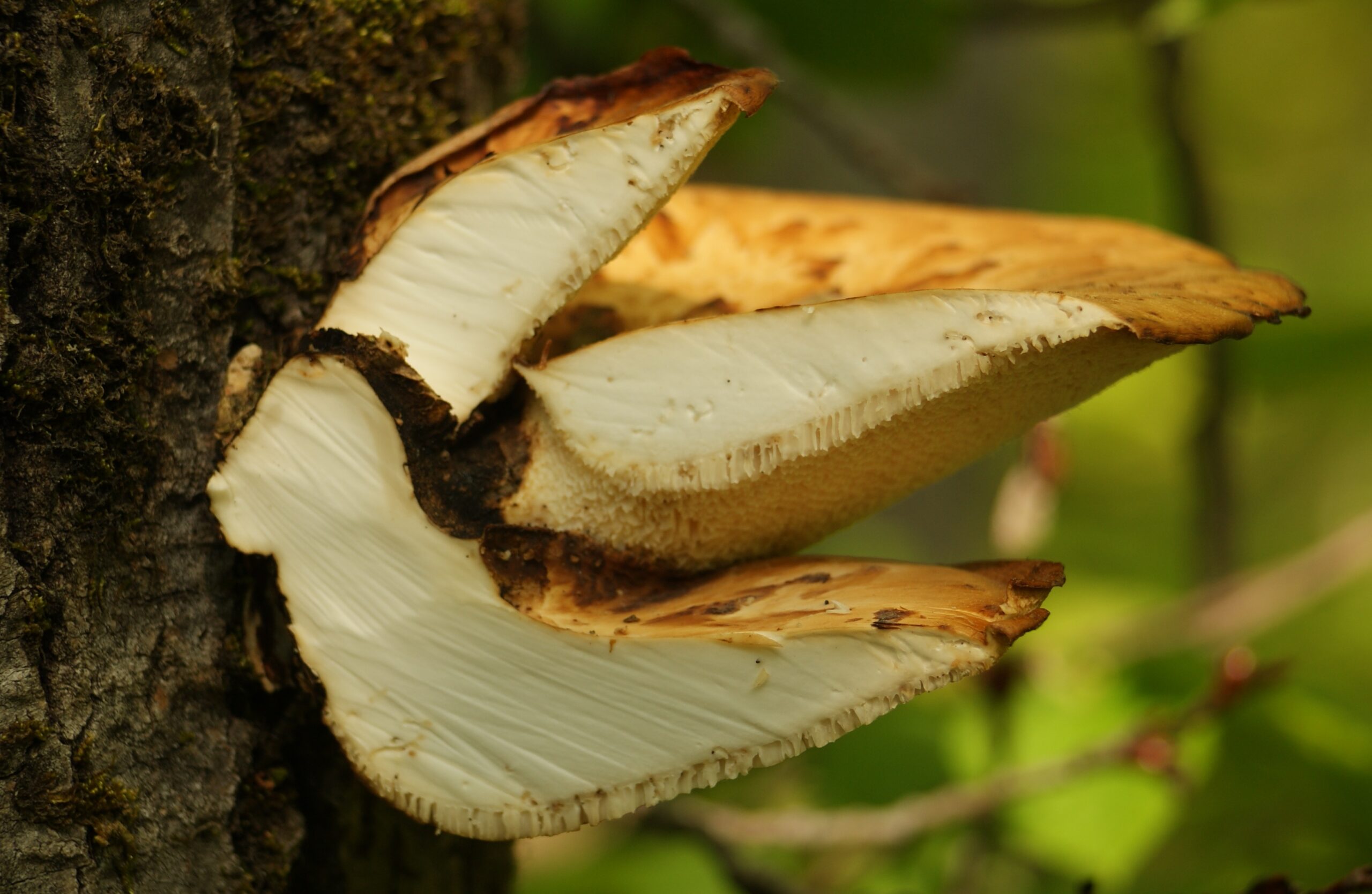 Polypore Écailleux (Dryade) | Fiche Champignon | La Filière Mauricie