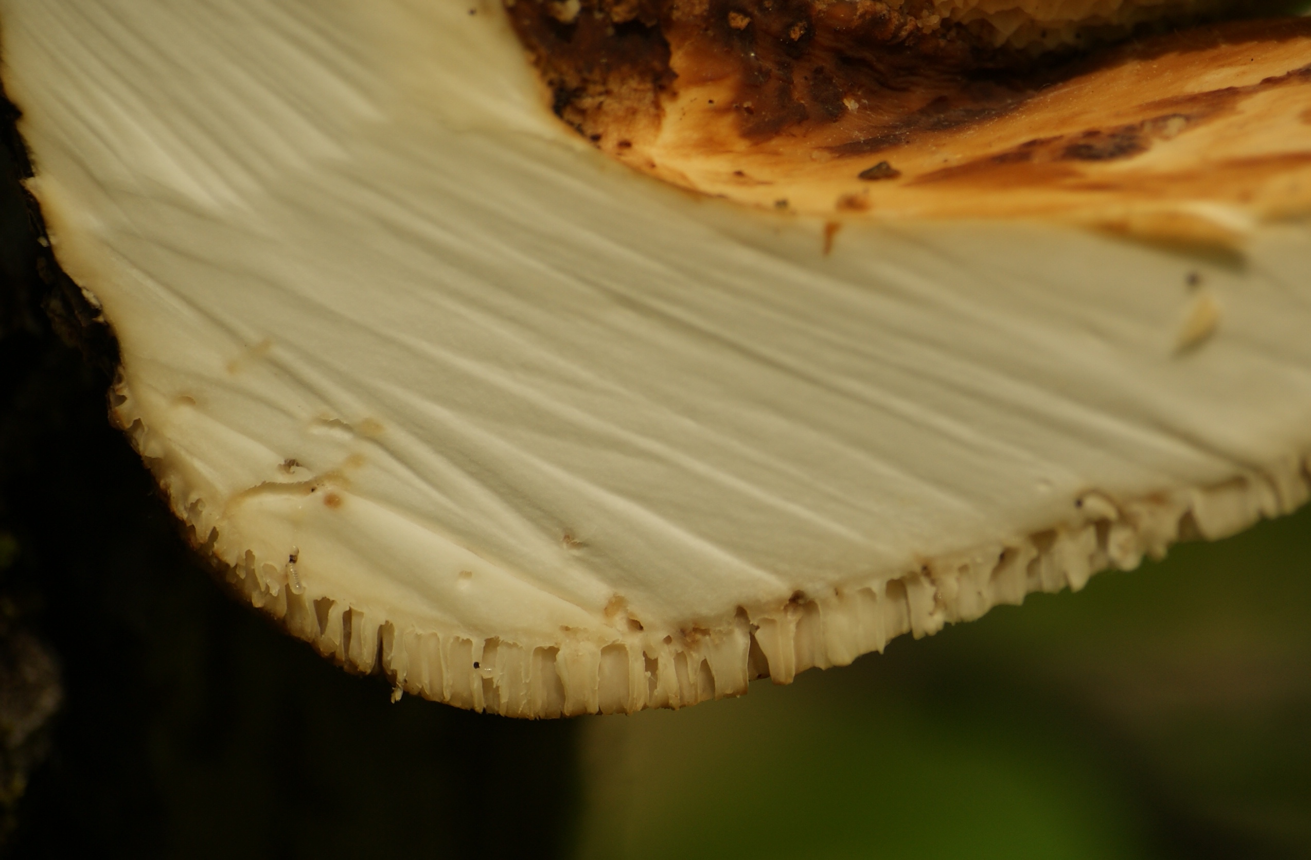 Polypore Écailleux (Dryade) | Fiche Champignon | La Filière Mauricie