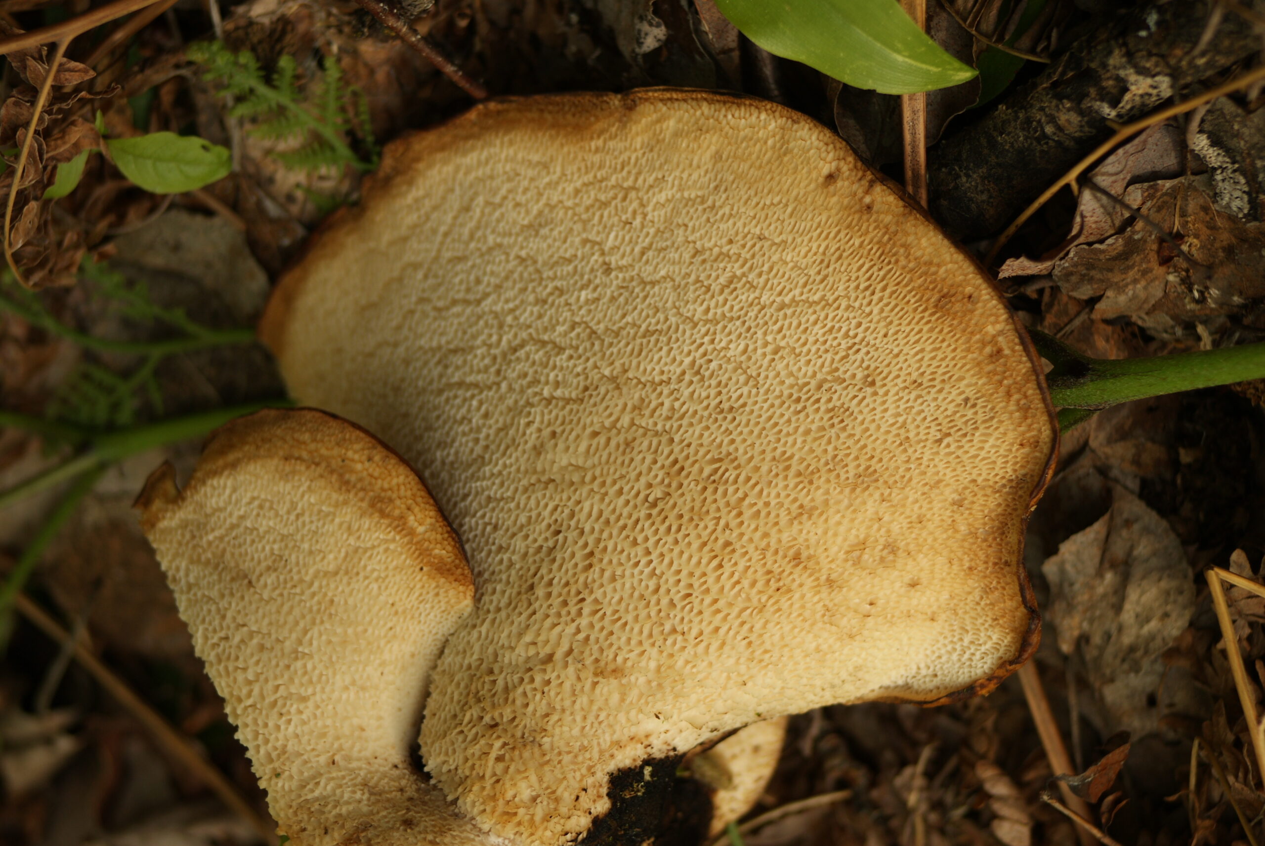 Polypore Écailleux (Dryade) | Fiche Champignon | La Filière Mauricie