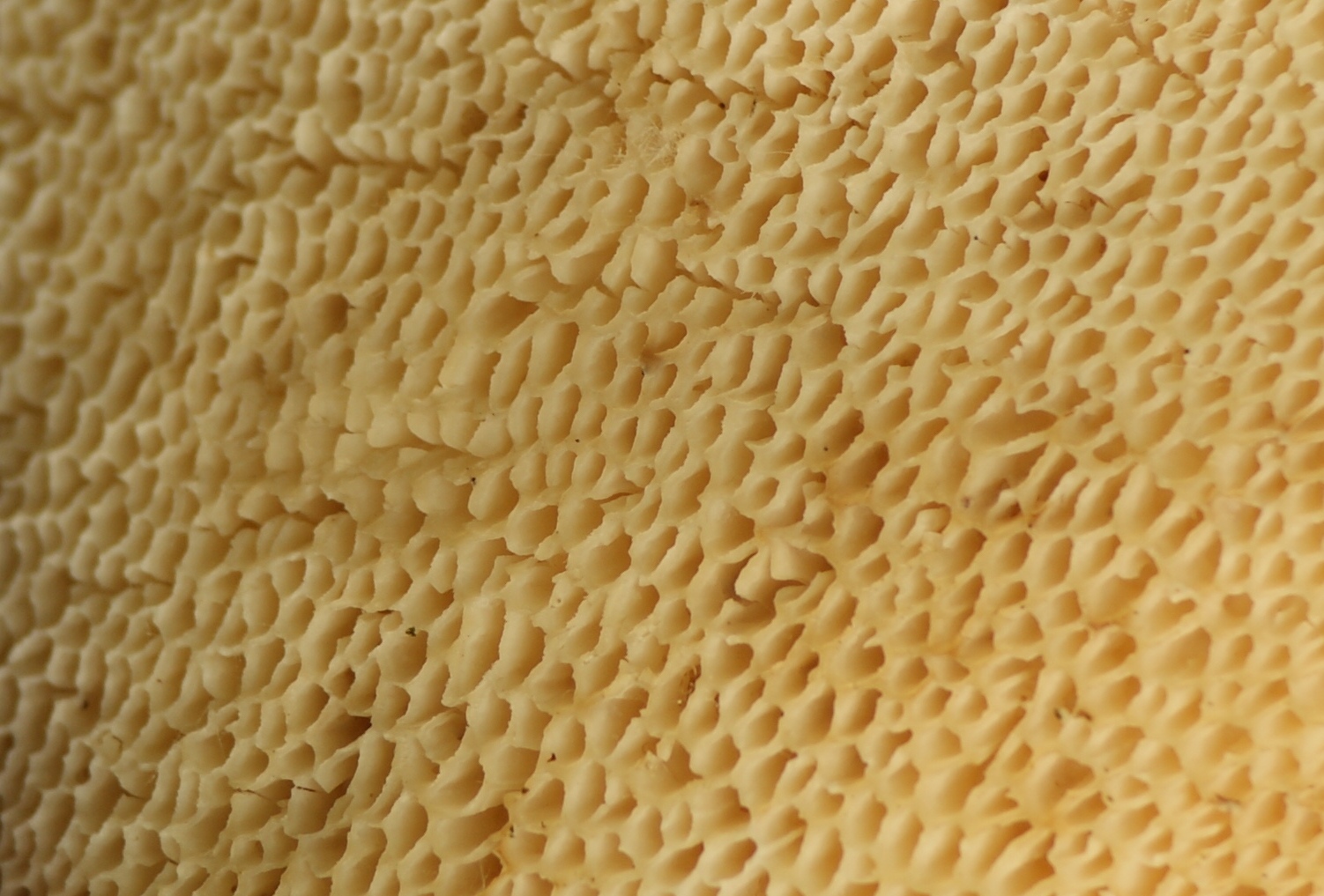 Polypore Écailleux (Dryade) | Fiche Champignon | La Filière Mauricie