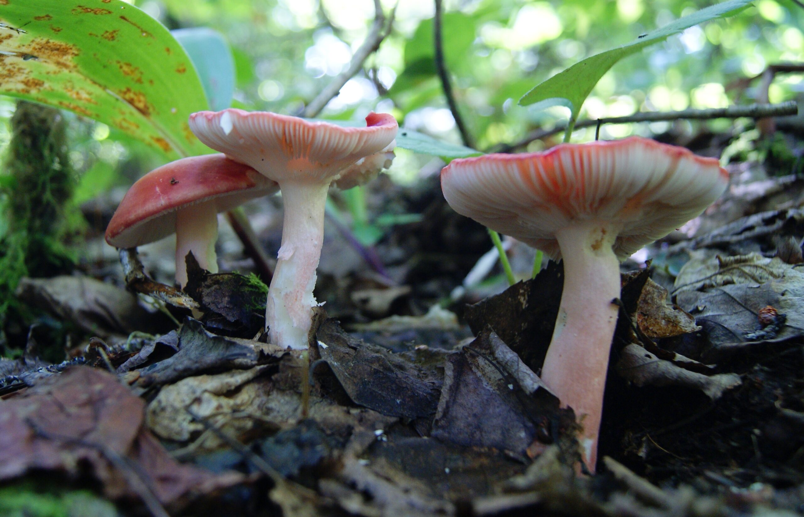 Russule de Peck (Rougette) : fiche champignon | La Filière Mauricie
