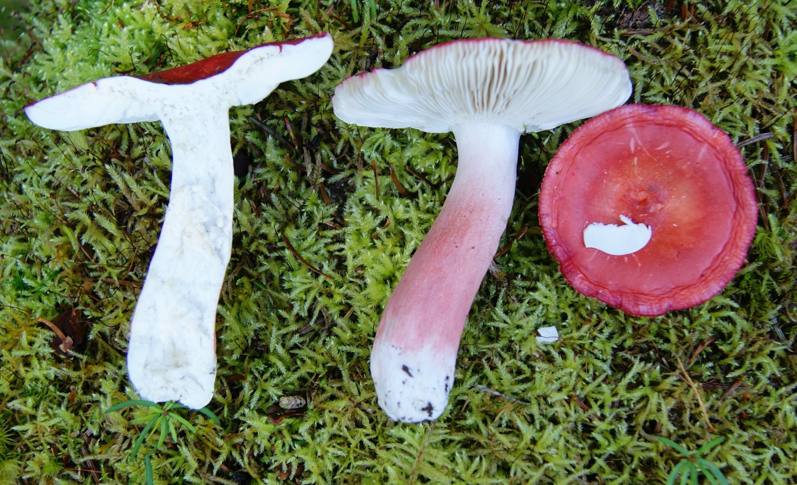 Russule de Peck (Rougette) : fiche champignon | La Filière Mauricie