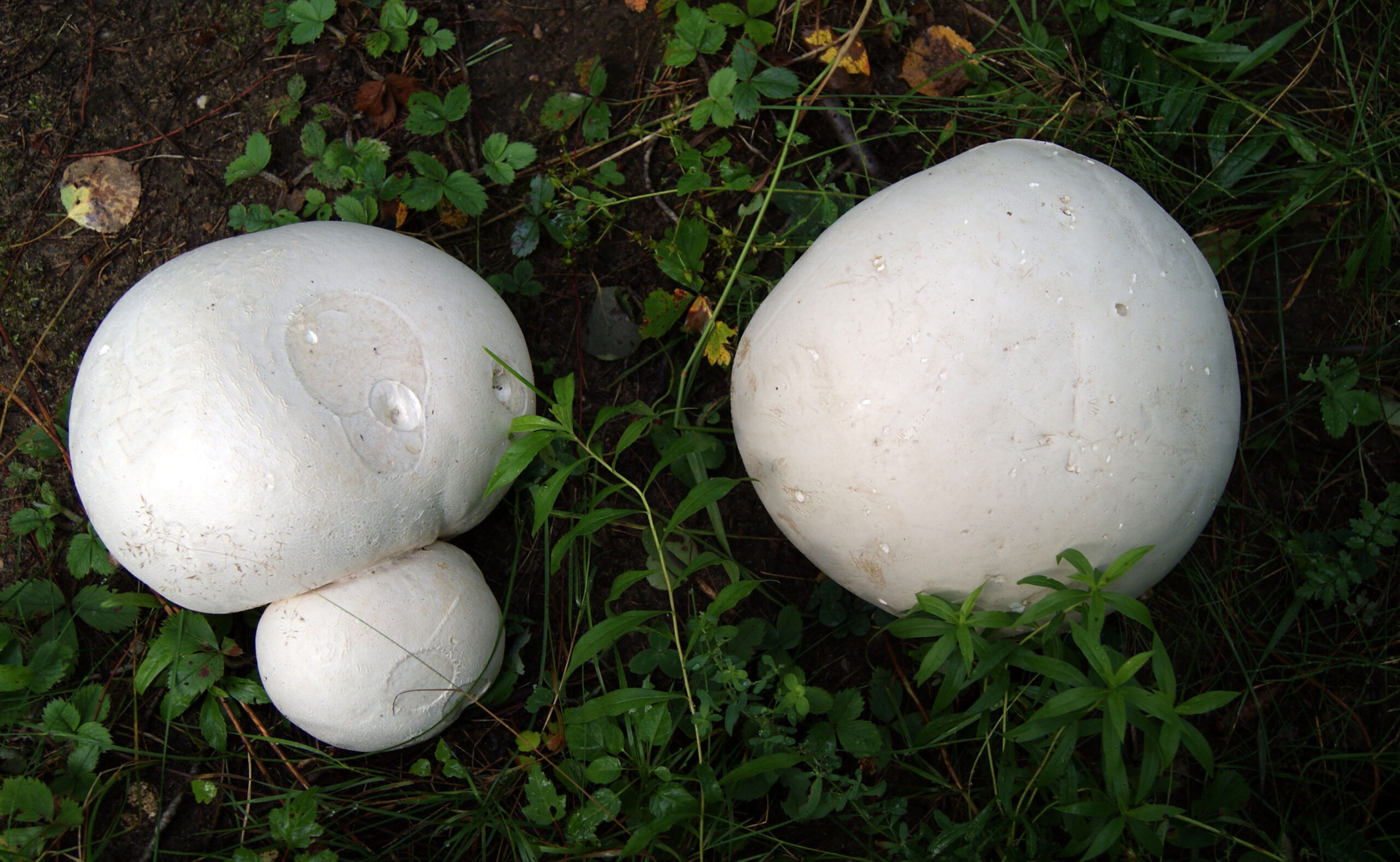 Vesse-de-loup Géante | Fiche Champignon | La Filière Mauricie