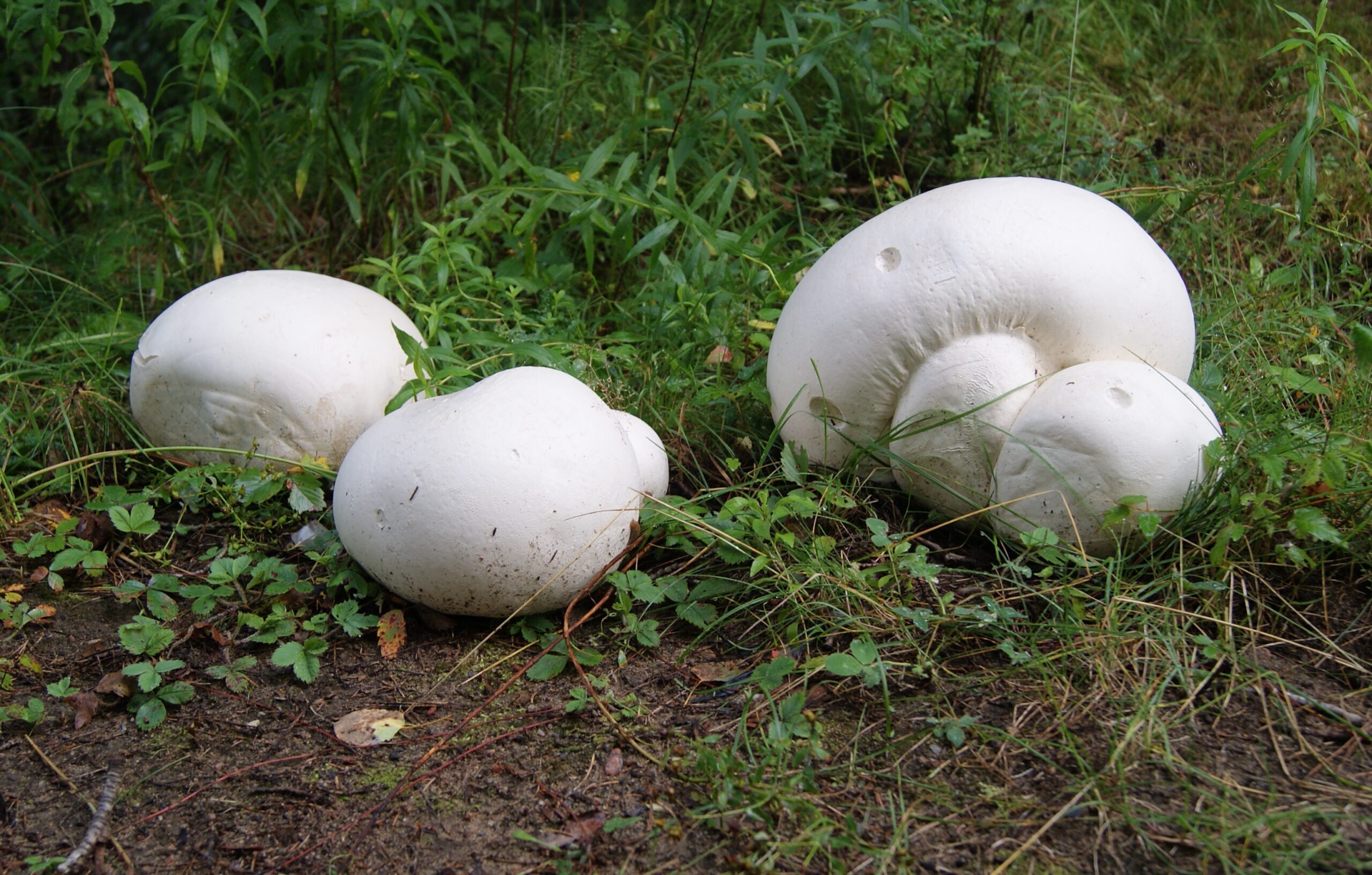 Vesse-de-loup Géante | Fiche Champignon | La Filière Mauricie