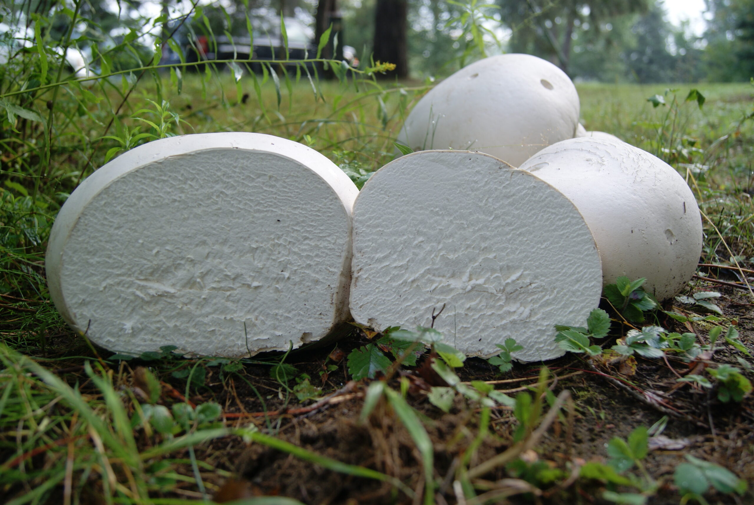 Vesse-de-loup géante - La Filière Mauricie