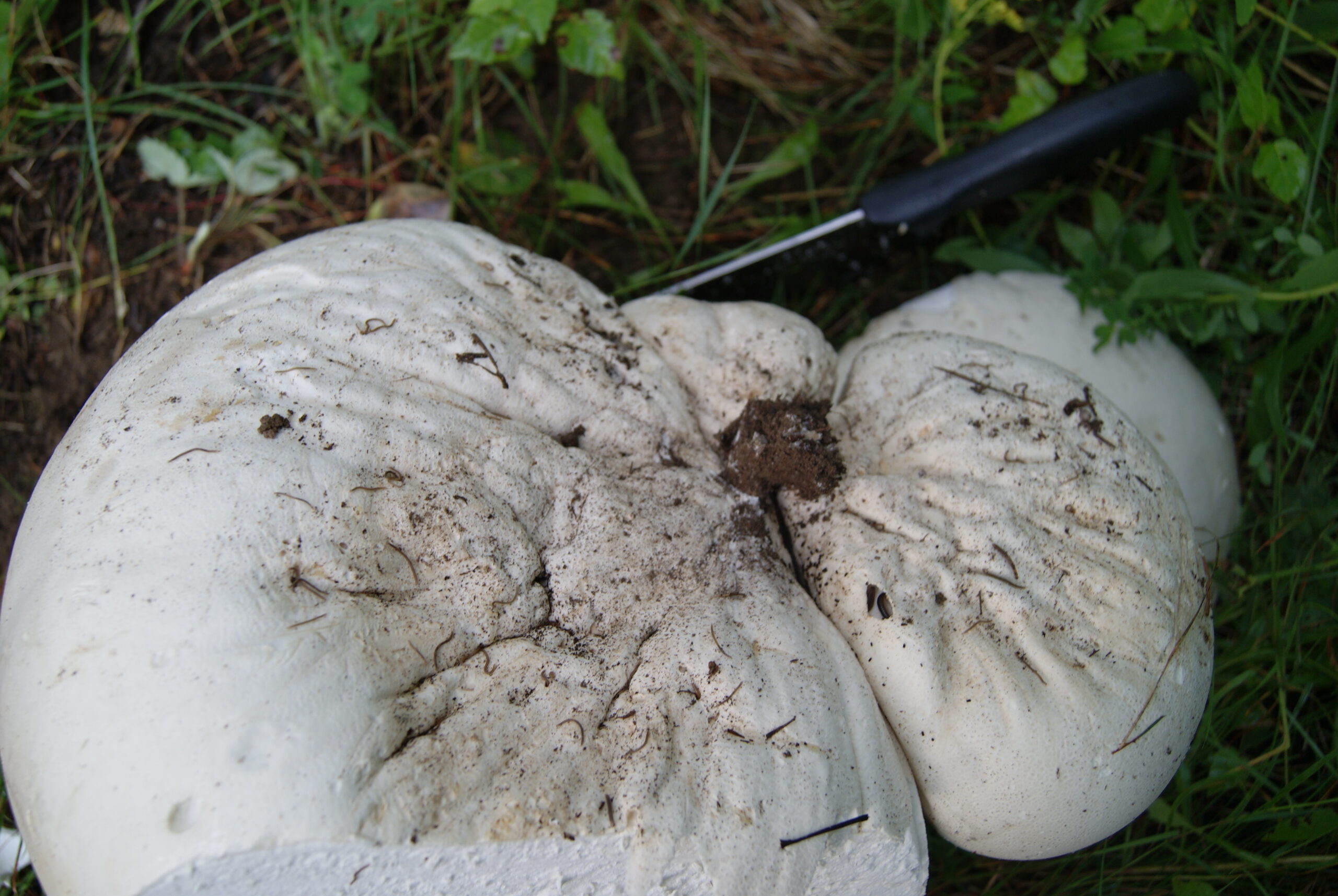 Vesse-de-loup Géante | Fiche Champignon | La Filière Mauricie