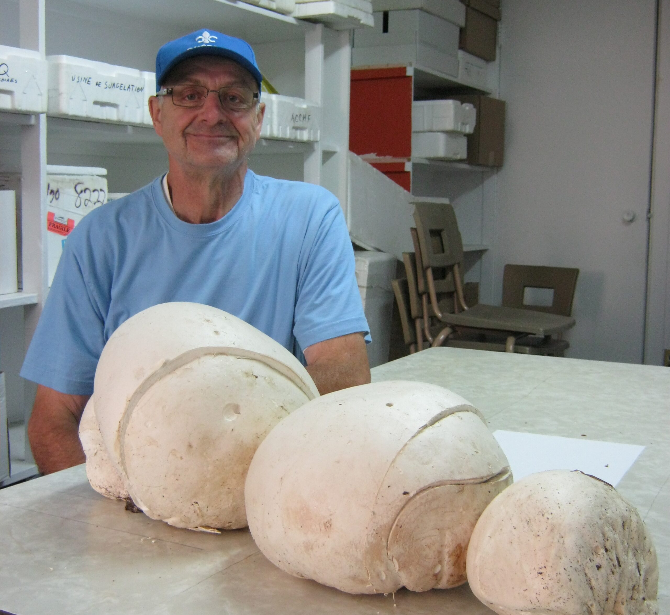 Vesse-de-loup Géante | Fiche Champignon | La Filière Mauricie