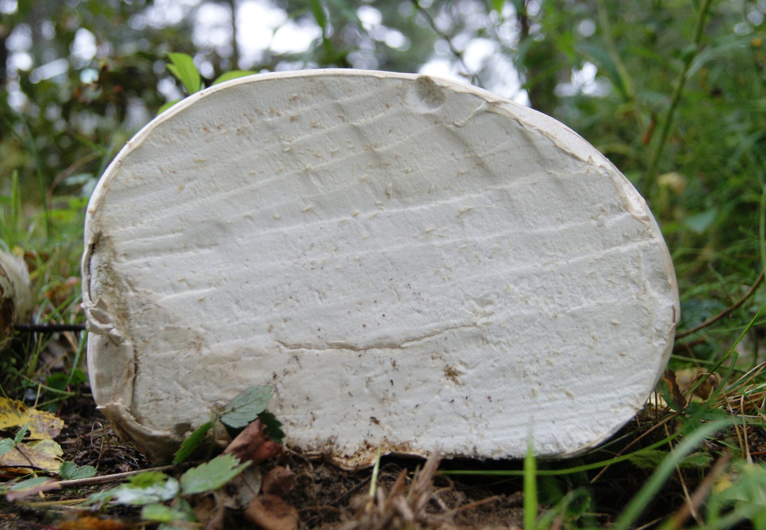 Vesse-de-loup Géante | Fiche Champignon | La Filière Mauricie