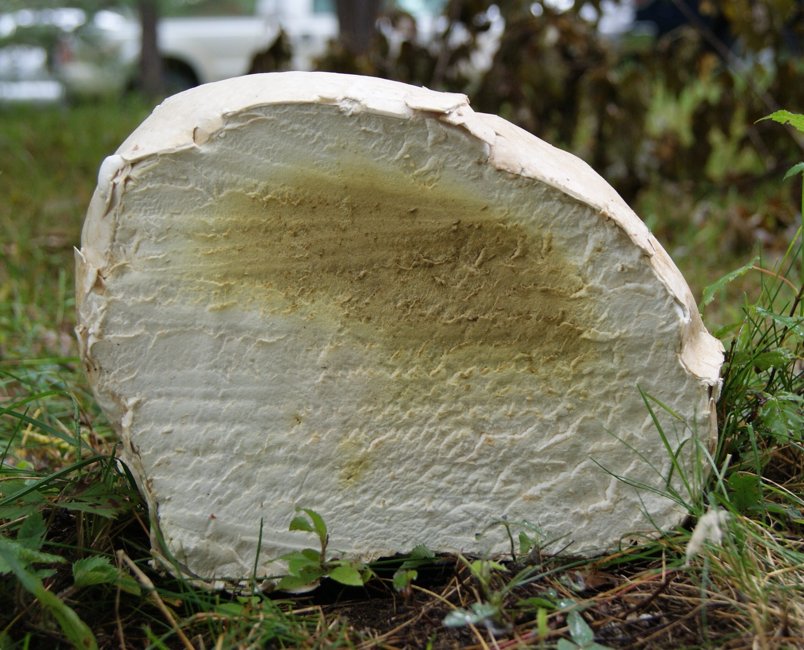 Vesse-de-loup Géante | Fiche Champignon | La Filière Mauricie
