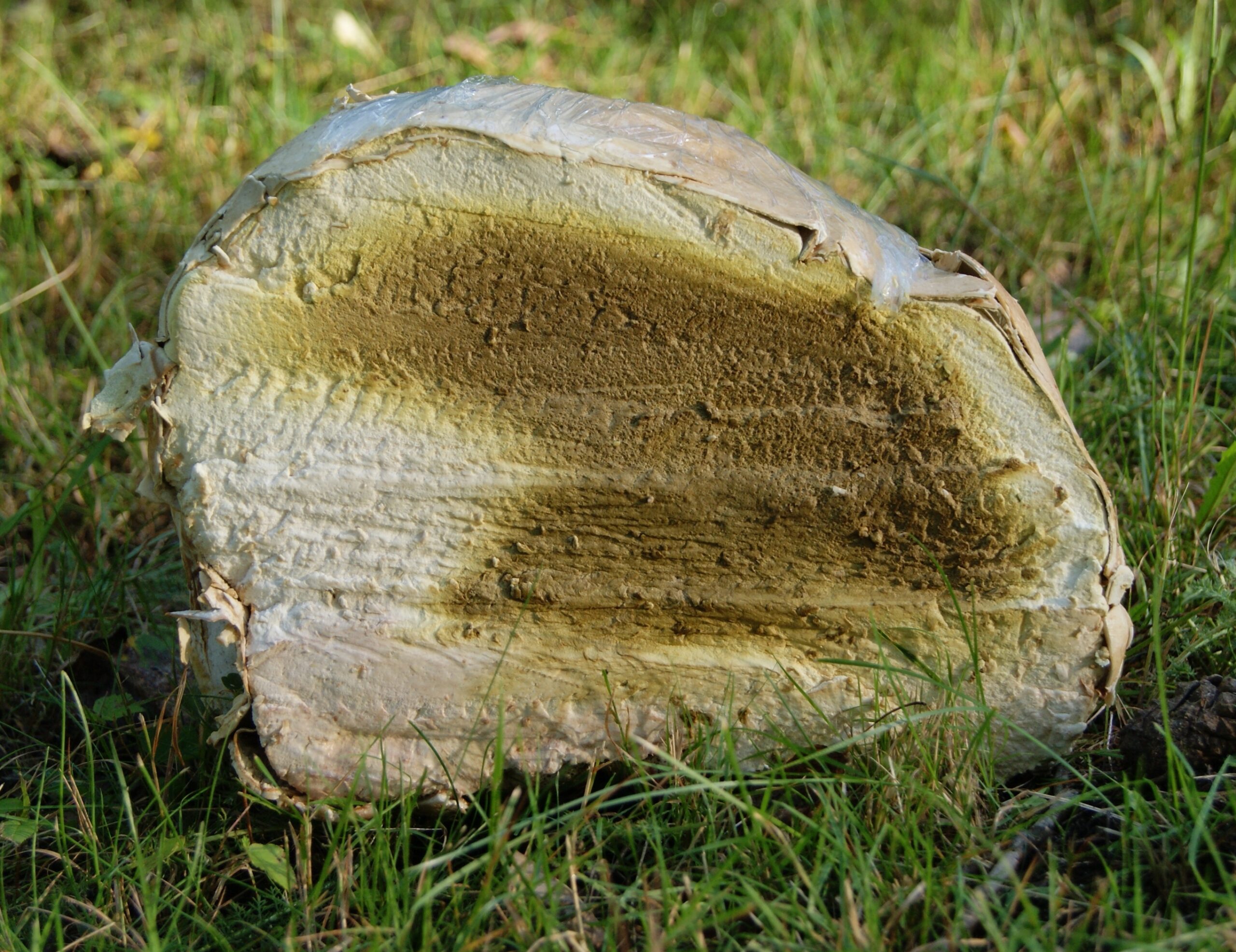 Vesse-de-loup Géante | Fiche Champignon | La Filière Mauricie