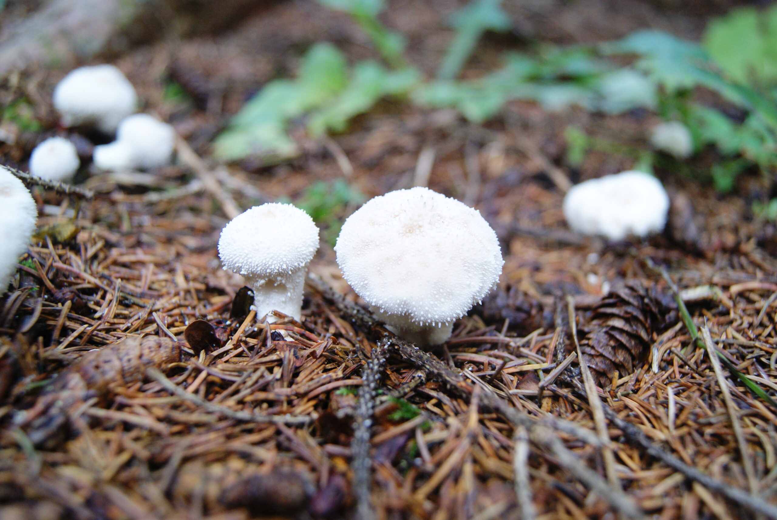 Vesse-de-loup perlée | La Filière Mauricie