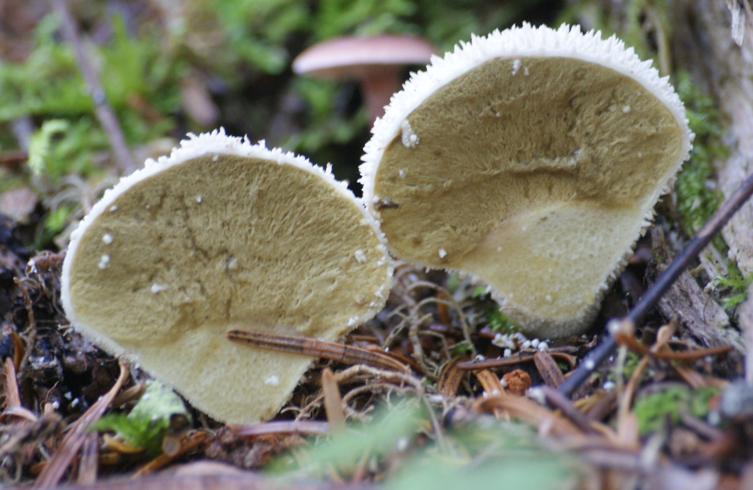 Vesse-de-loup perlée | La Filière Mauricie
