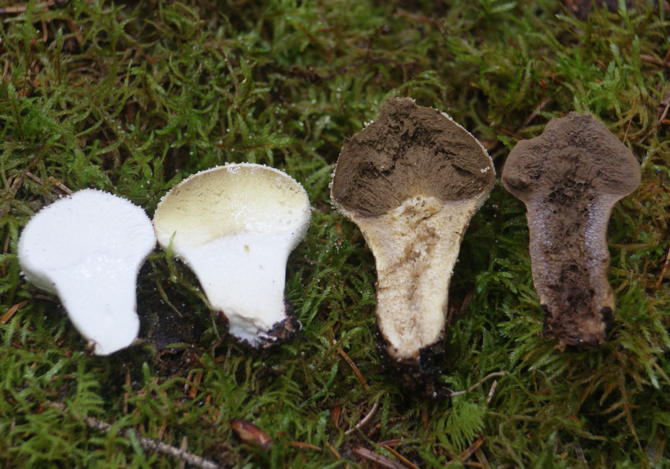 Vesse-de-loup perlée | La Filière Mauricie