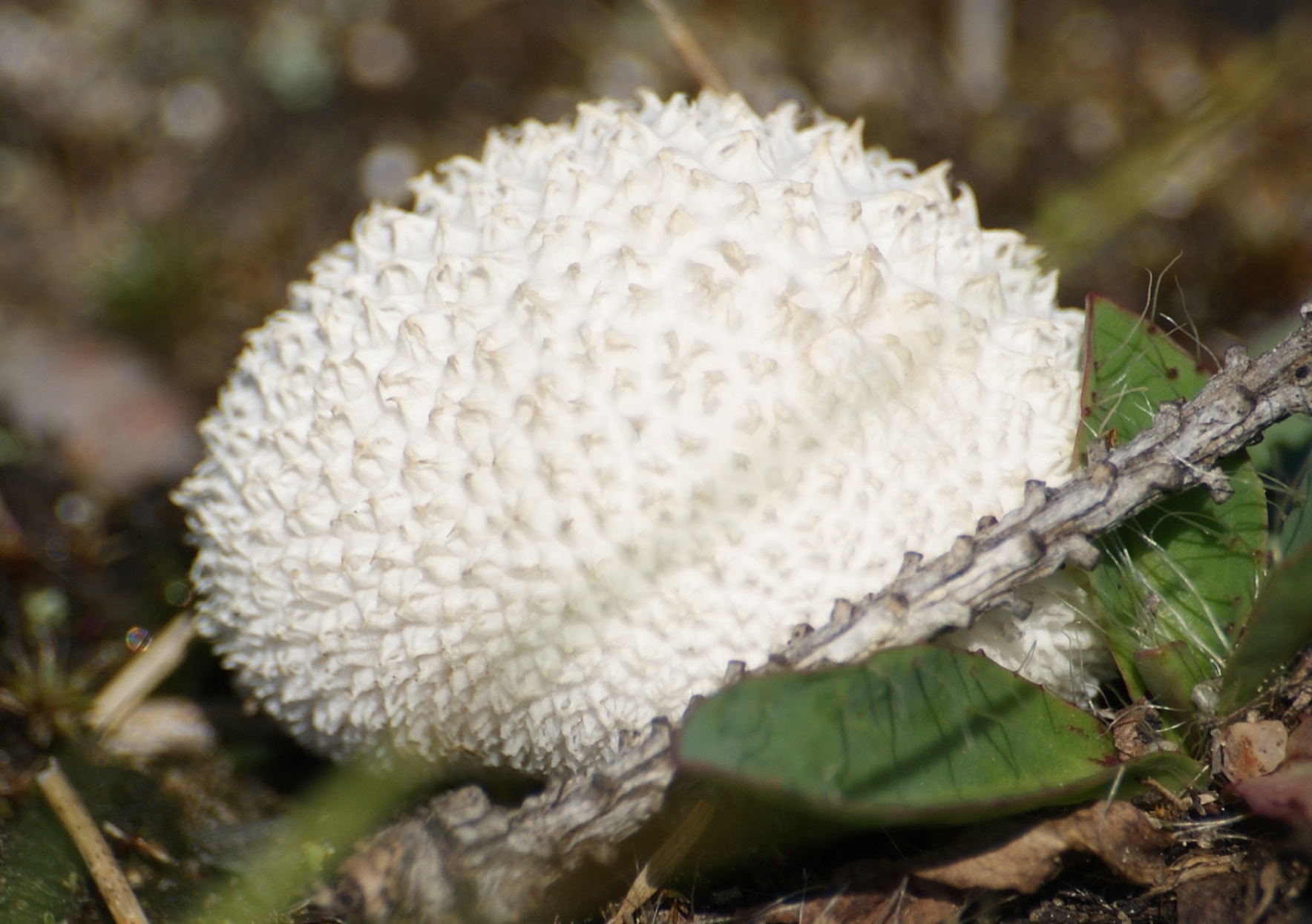 Vesse-de-loup perlée | La Filière Mauricie