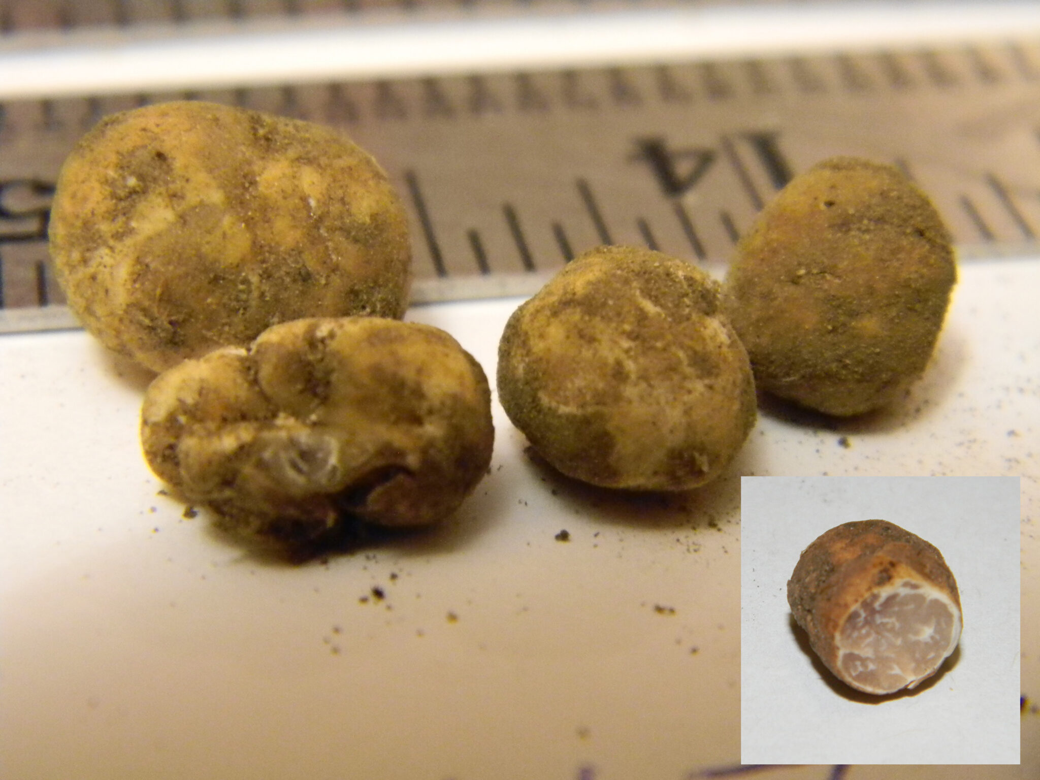 Truffière de la Mauricie | Culture Truffe Québec | La Filière Mauricie