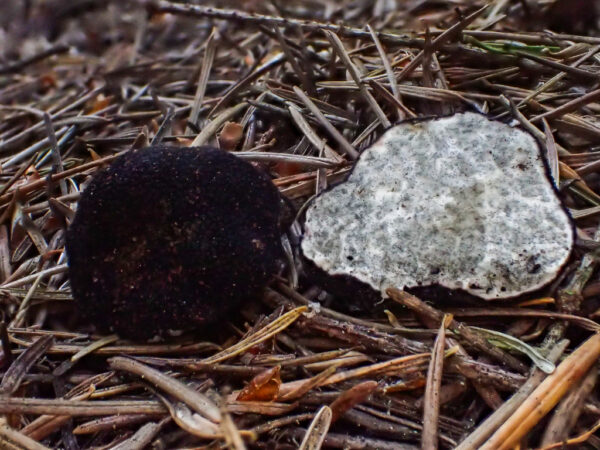Truffière de la Mauricie | Culture Truffe Québec | La Filière Mauricie