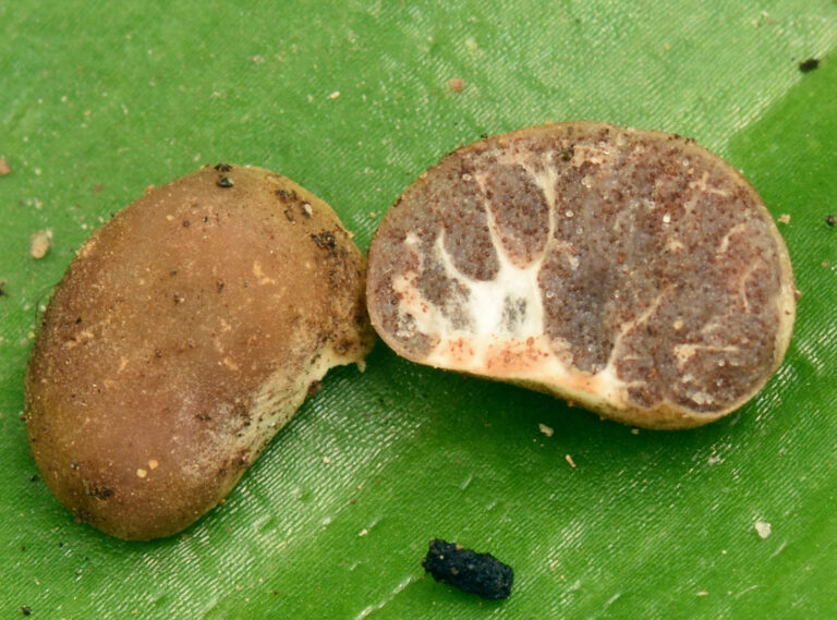 Truffière de la Mauricie | Culture Truffe Québec | La Filière Mauricie